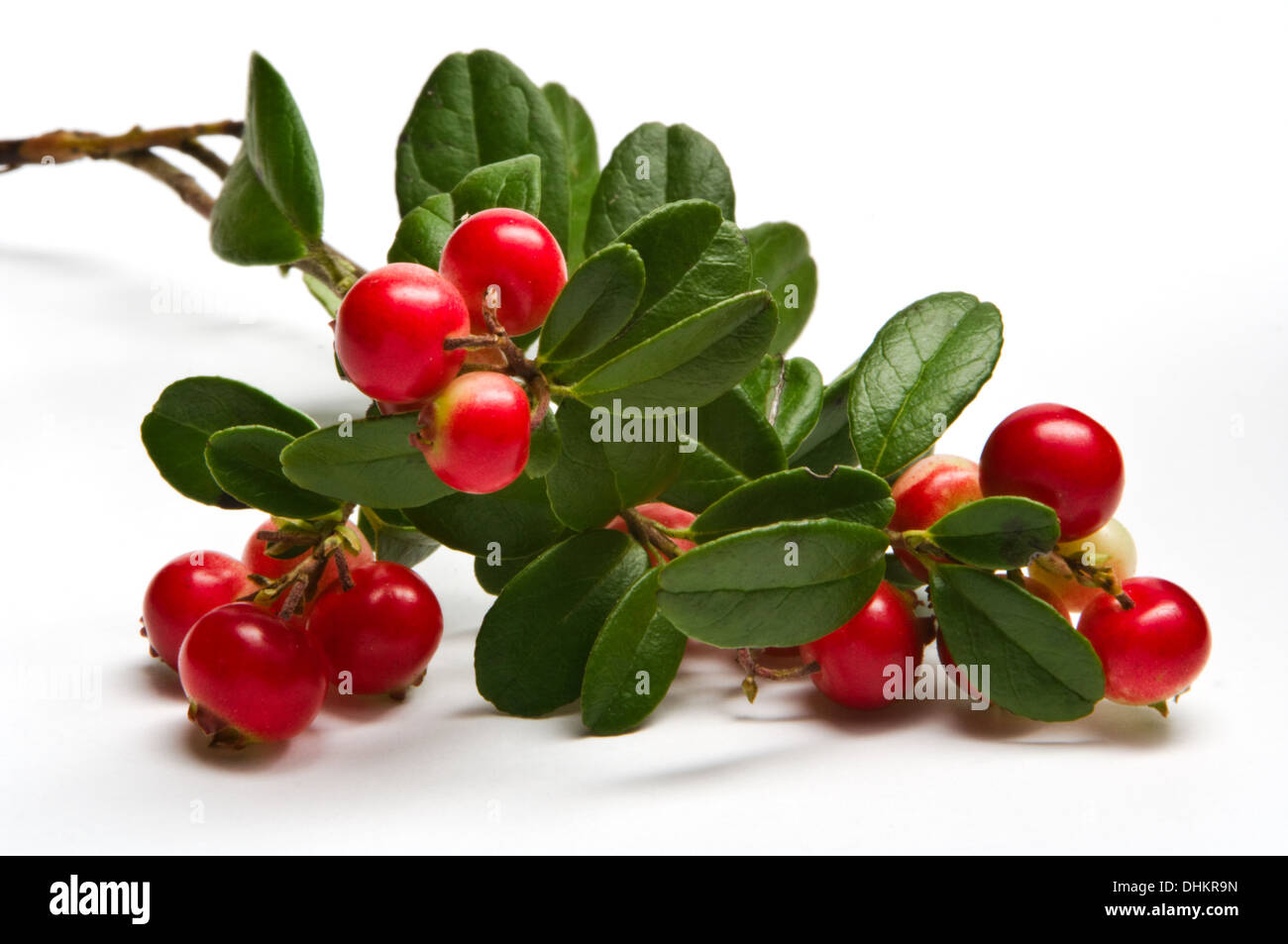 Lingonberry hi-res stock photography and images - Alamy