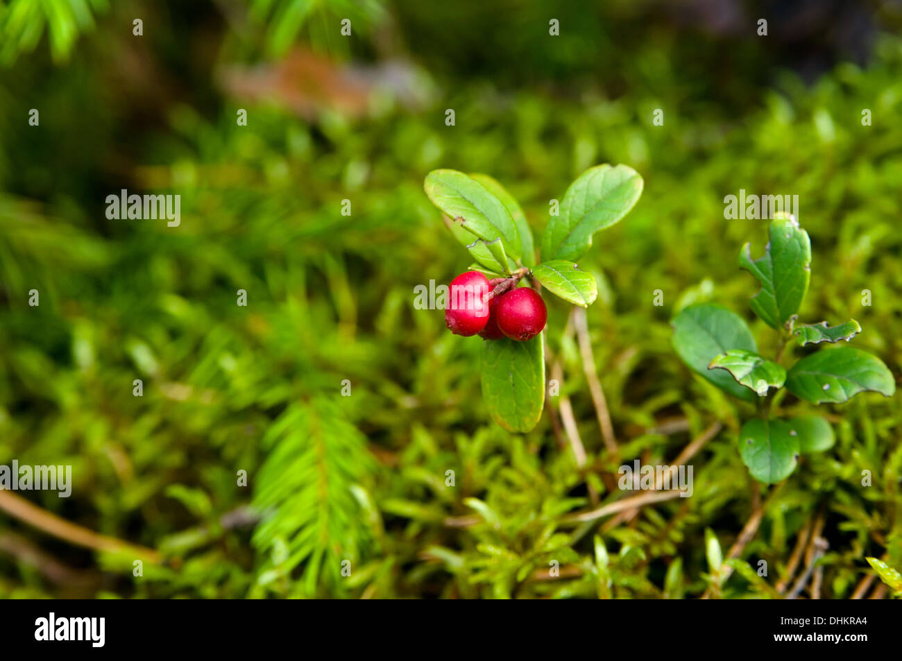 Cowberry fruits hi-res stock photography and images - Alamy