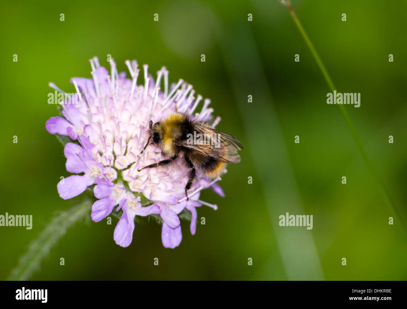 Working bee hi-res stock photography and images - Alamy