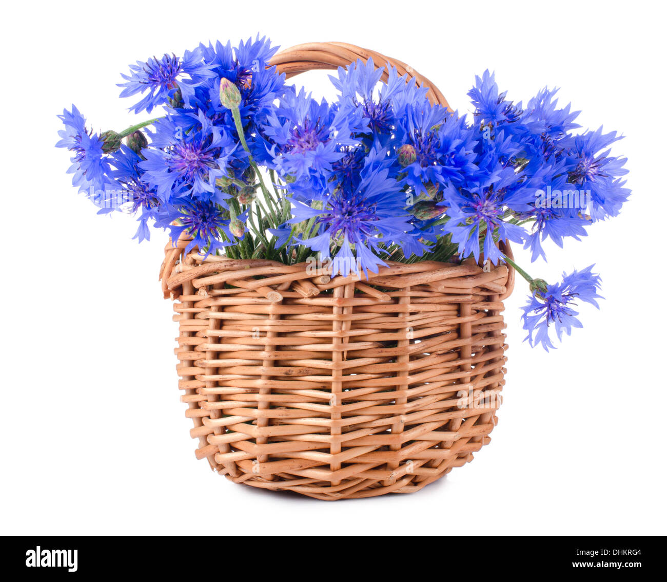Blue cornflower Cut Out Stock Images & Pictures - Alamy