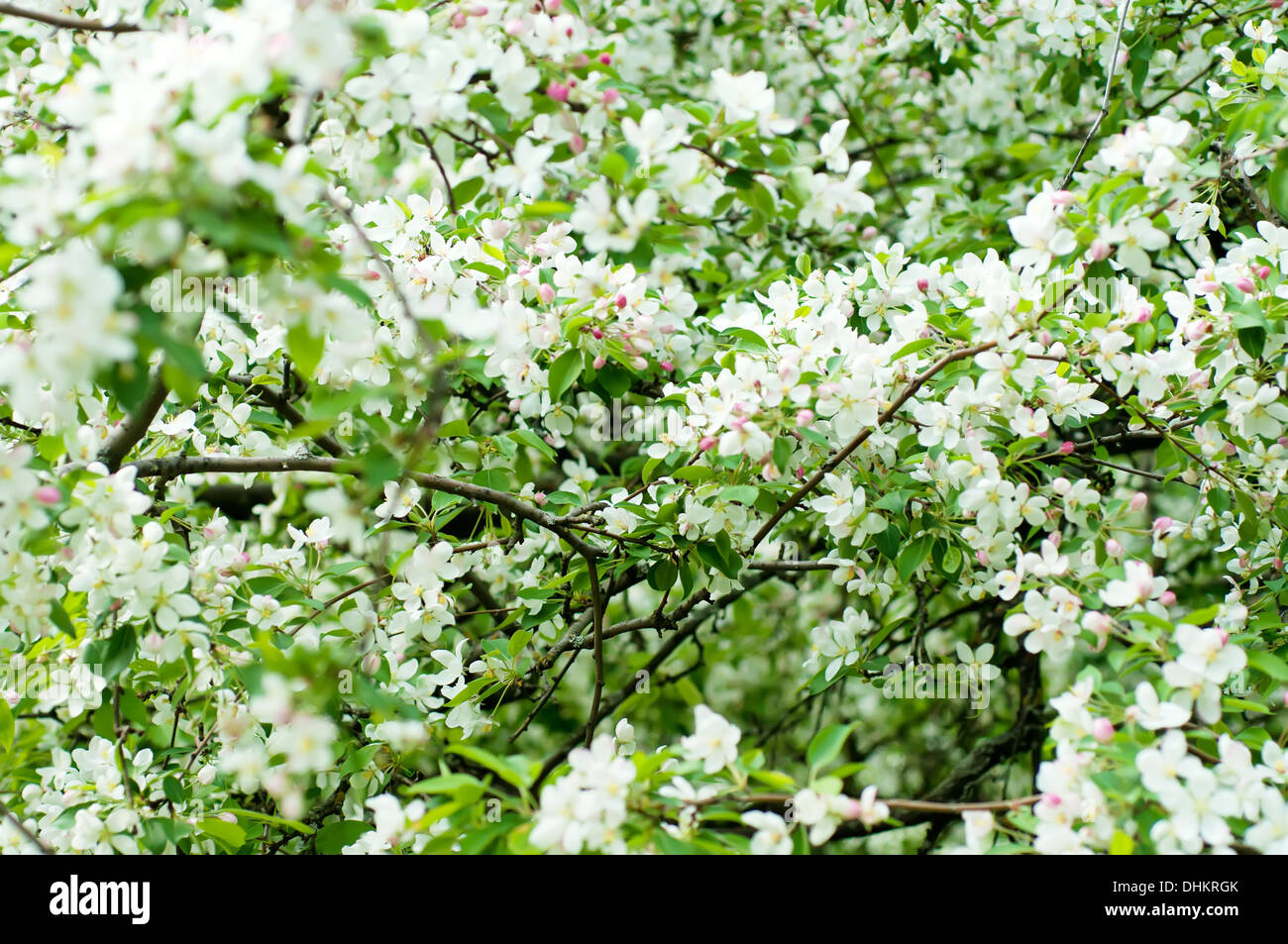 Apple tree flower Stock Photo - Alamy