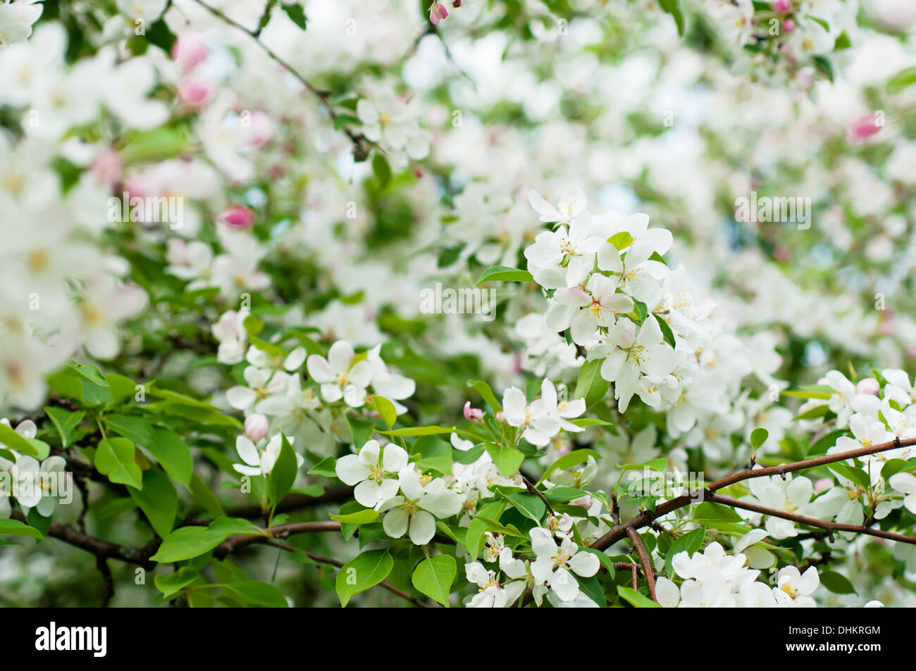Apple tree flower Stock Photo - Alamy