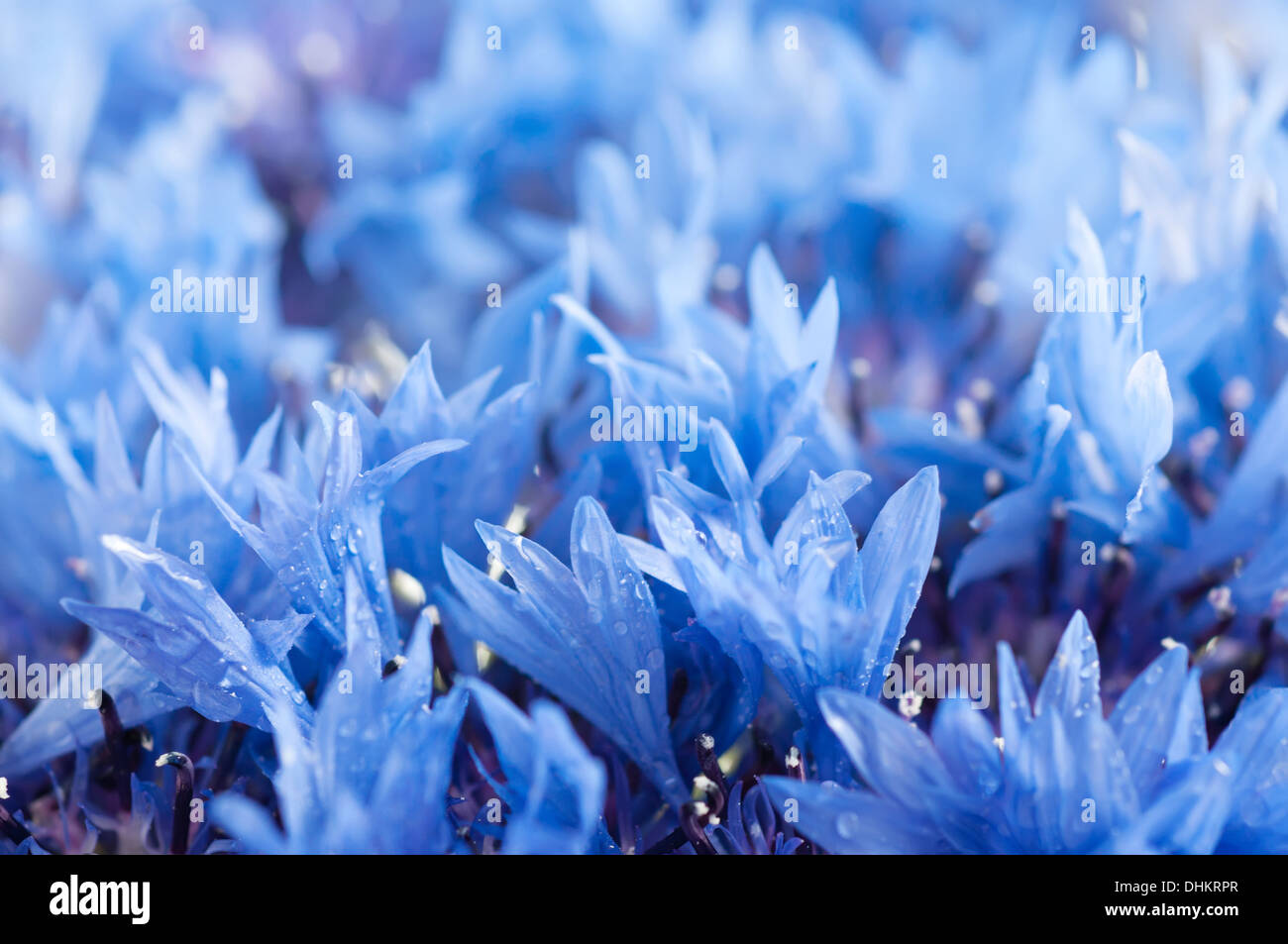 Beautiful cornflower hi-res stock photography and images - Alamy