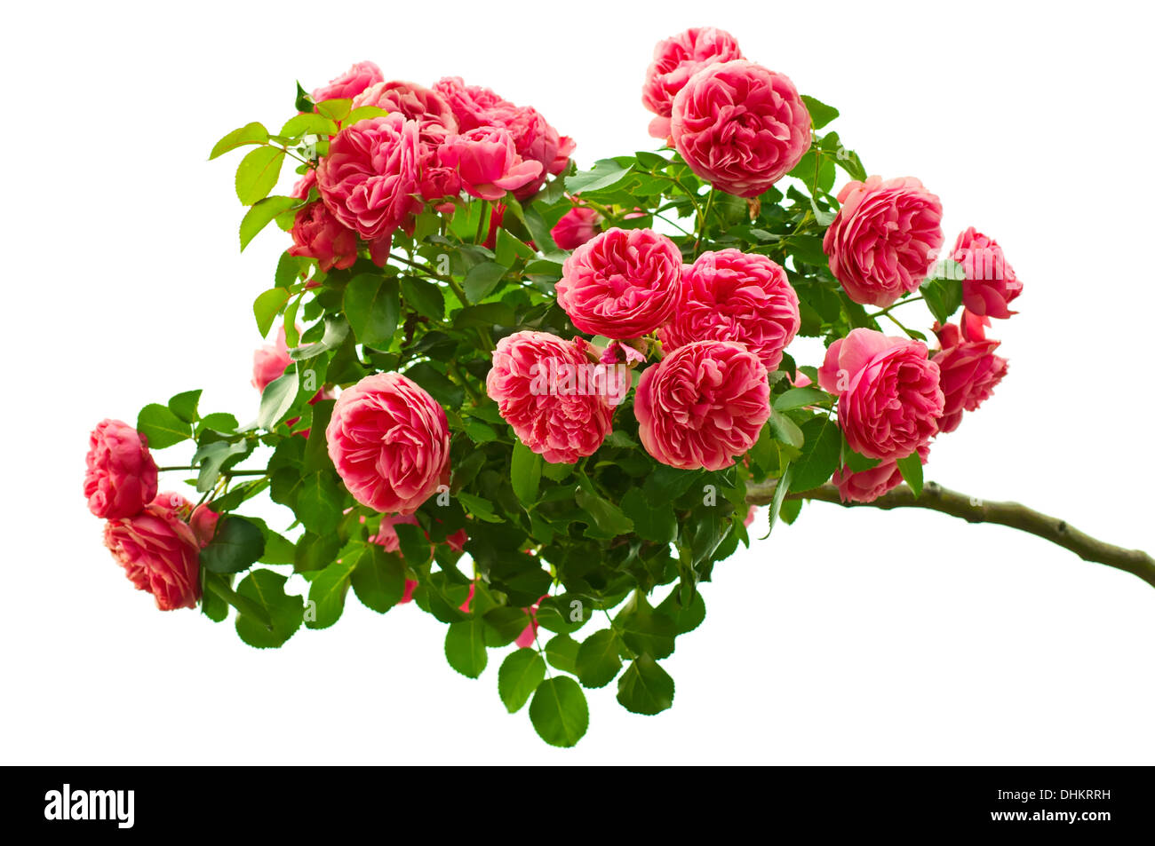 Rose bush isolated hi-res stock photography and images - Alamy