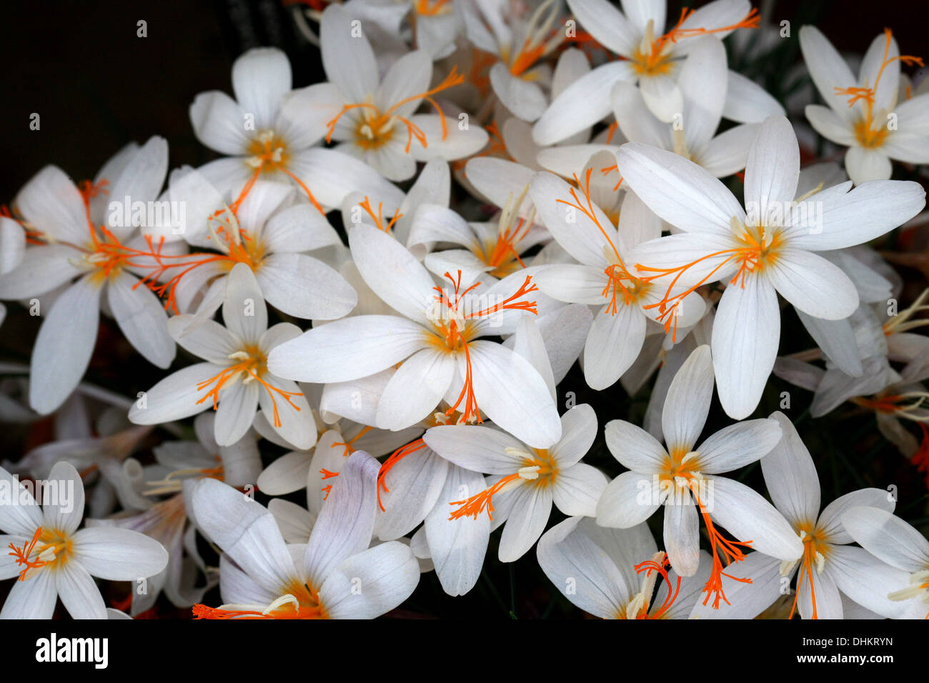 Crocus laevigatus hi-res stock photography and images - Alamy