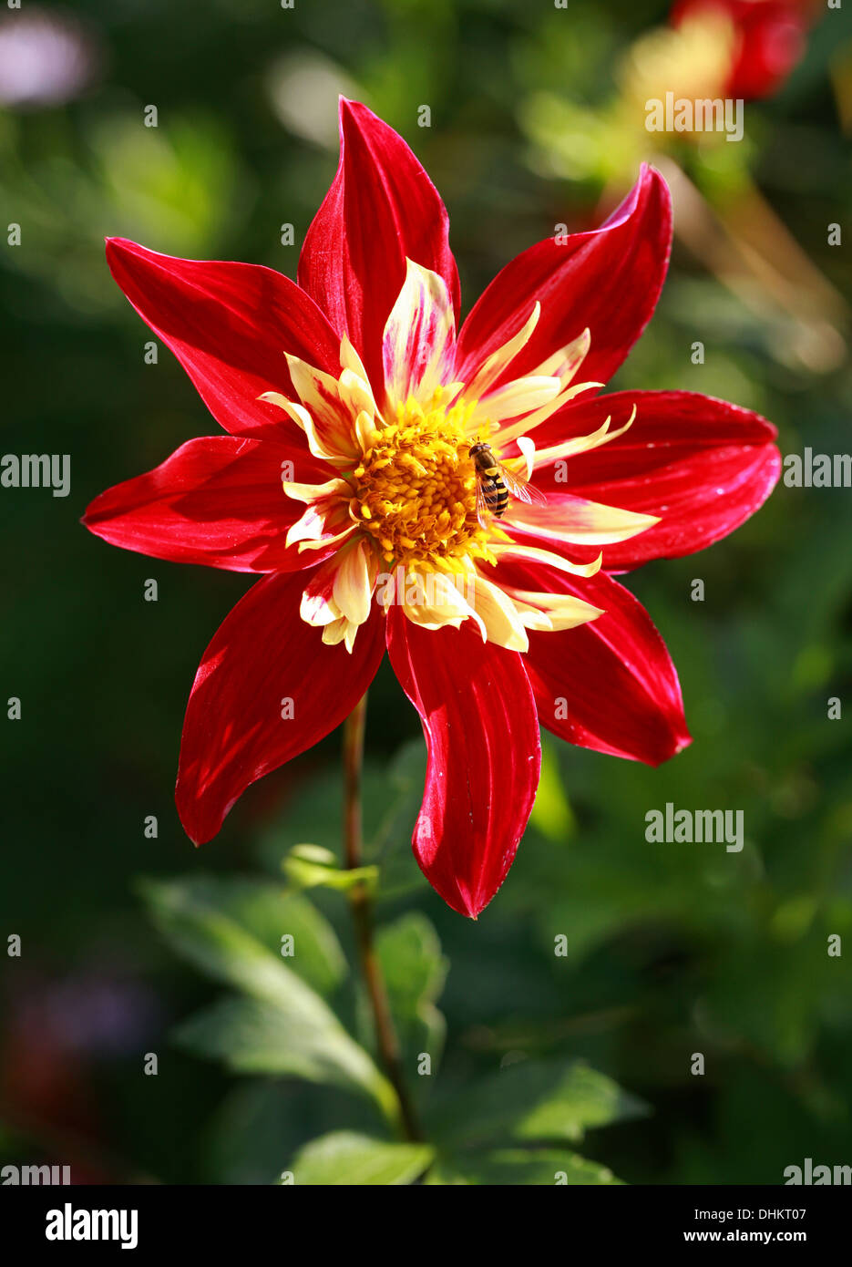 Red current hi-res stock photography and images - Alamy