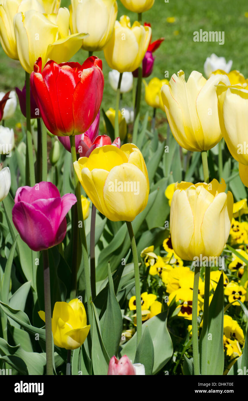 Beautiful spring flowers Stock Photo - Alamy
