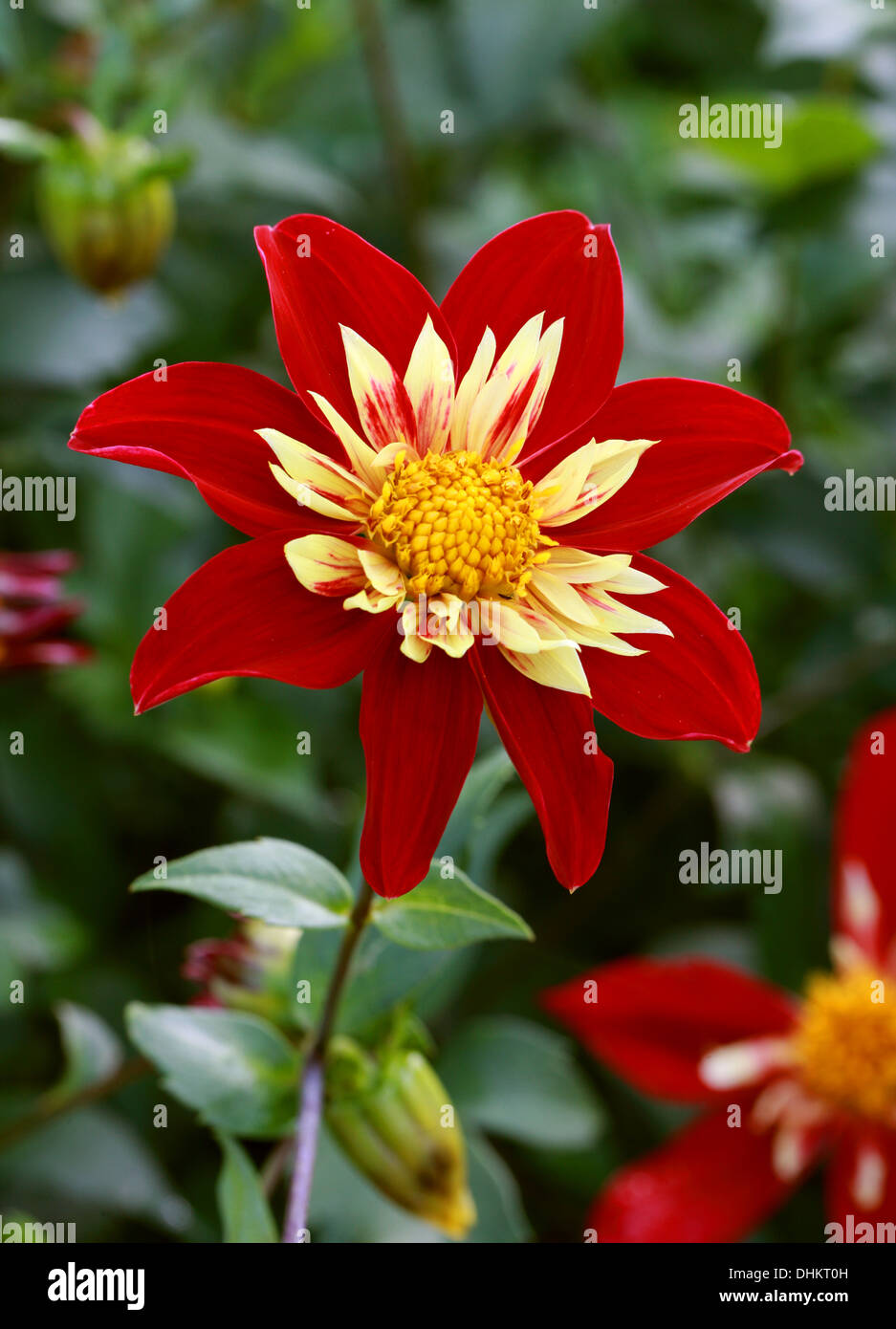 Dahlia red yellow hi-res stock photography and images - Alamy