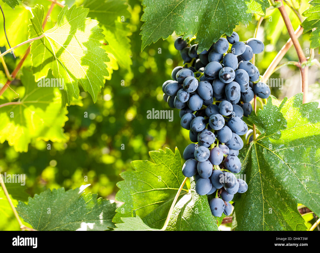 Grapes on vine Stock Photo - Alamy
