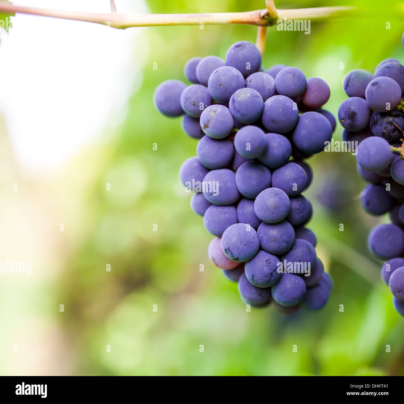 Grapes on vine Stock Photo - Alamy