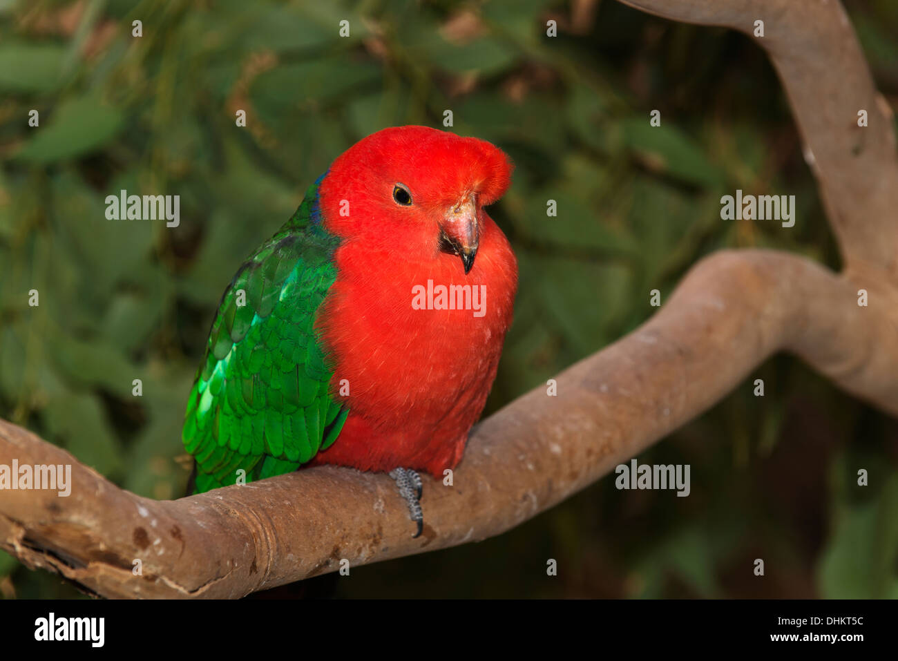 Australian king parrot (Alisterus scapularis Stock Photo - Alamy