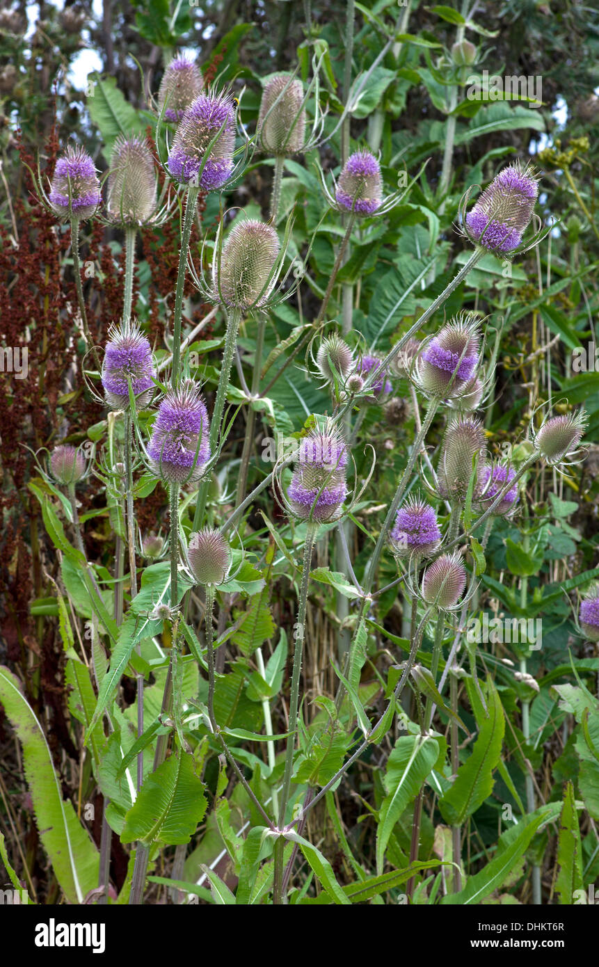Waste places plant hi-res stock photography and images - Alamy
