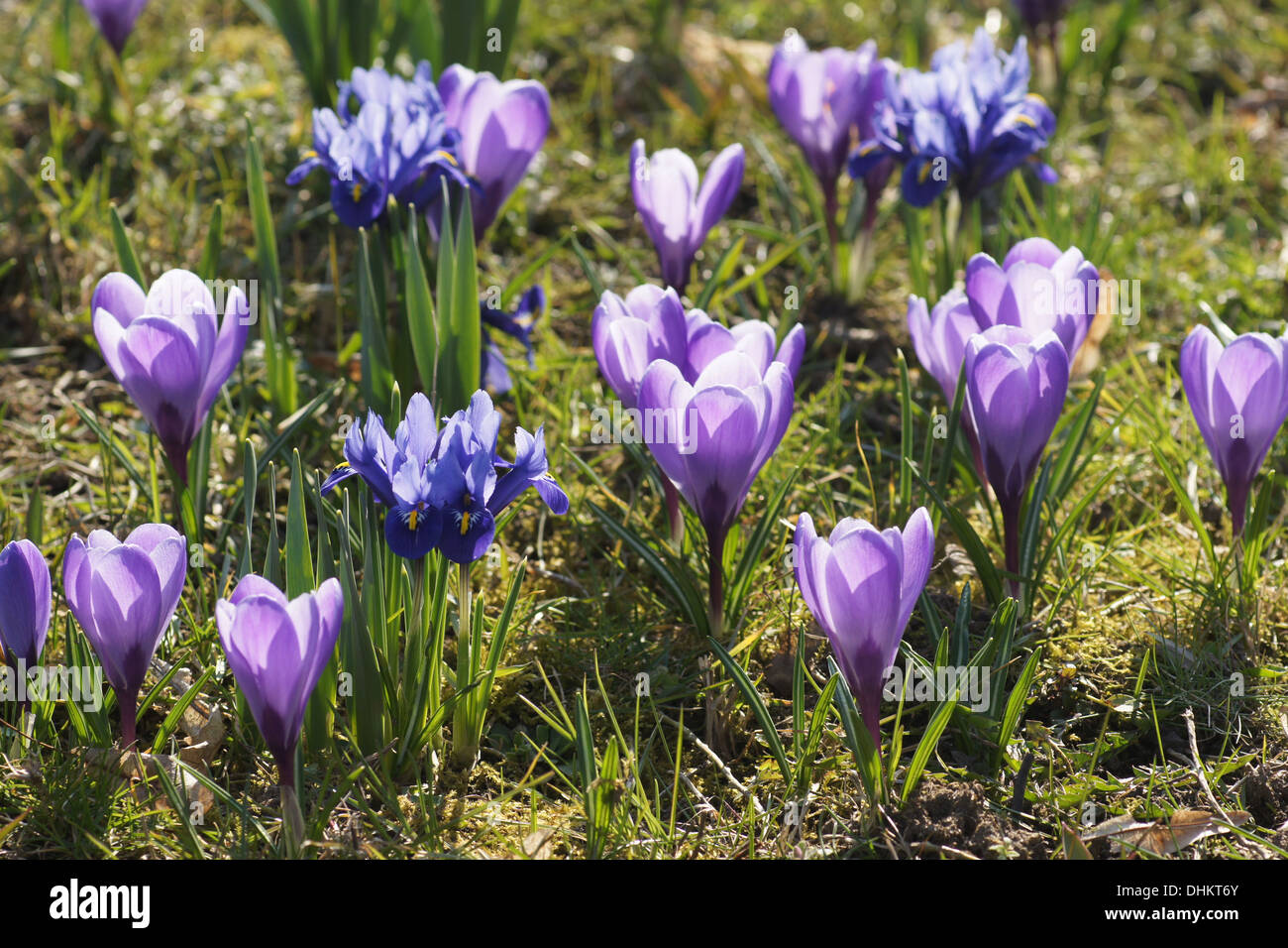 Dwarf Crocus High Resolution Stock Photography and Images - Alamy