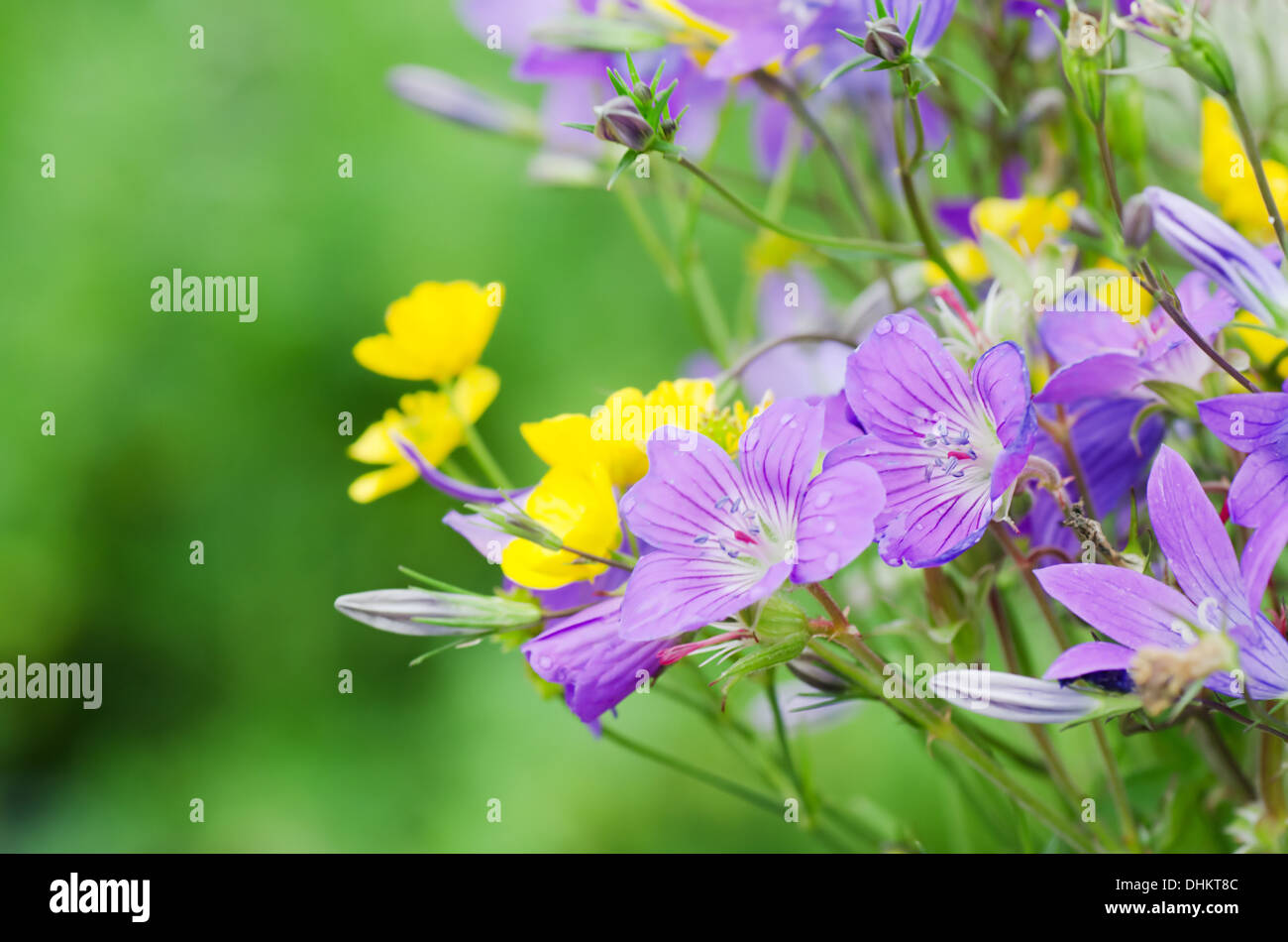 Beautiful spring flowers Stock Photo - Alamy