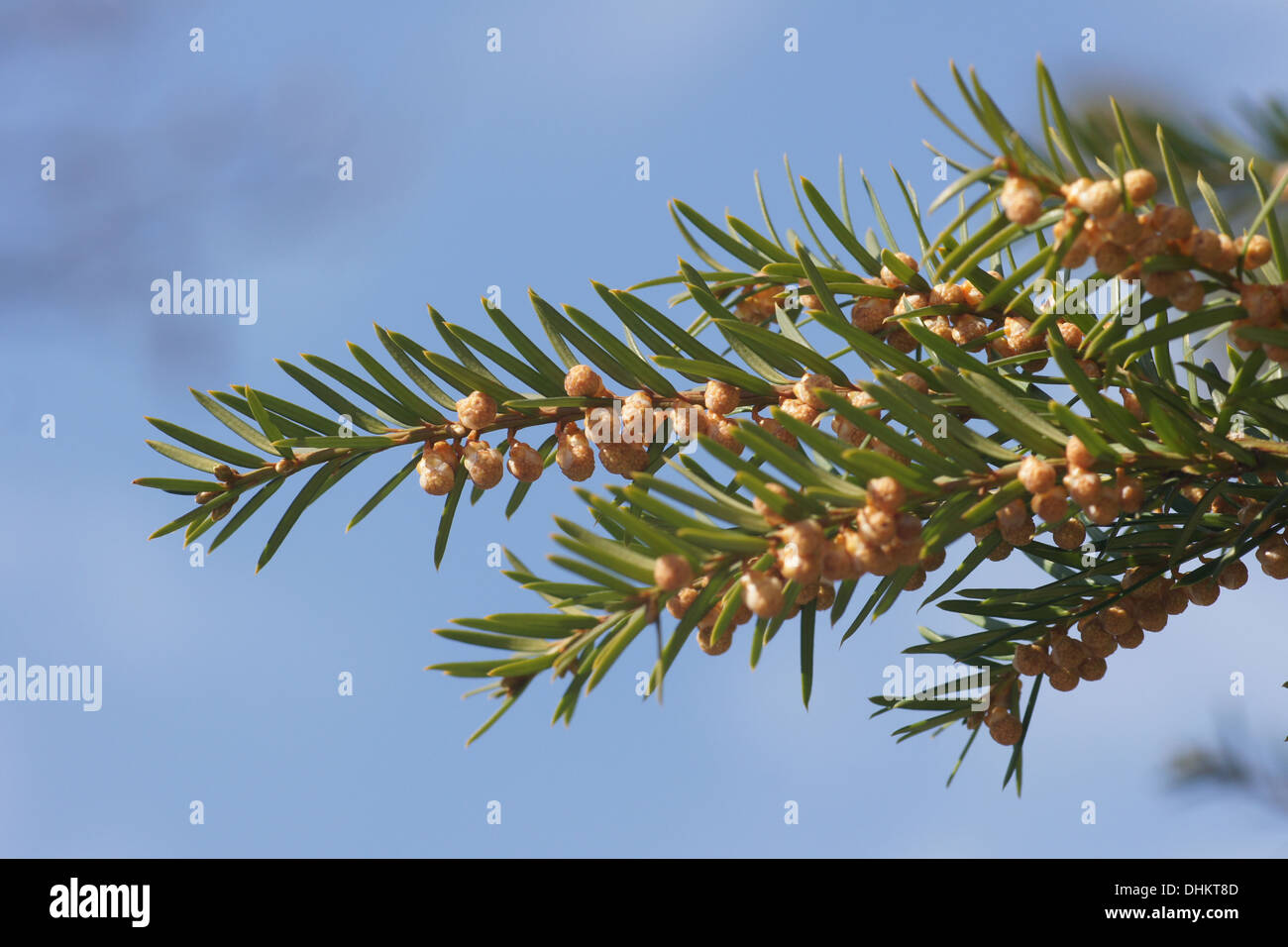 Male flowers of the yew tree hi-res stock photography and images - Alamy