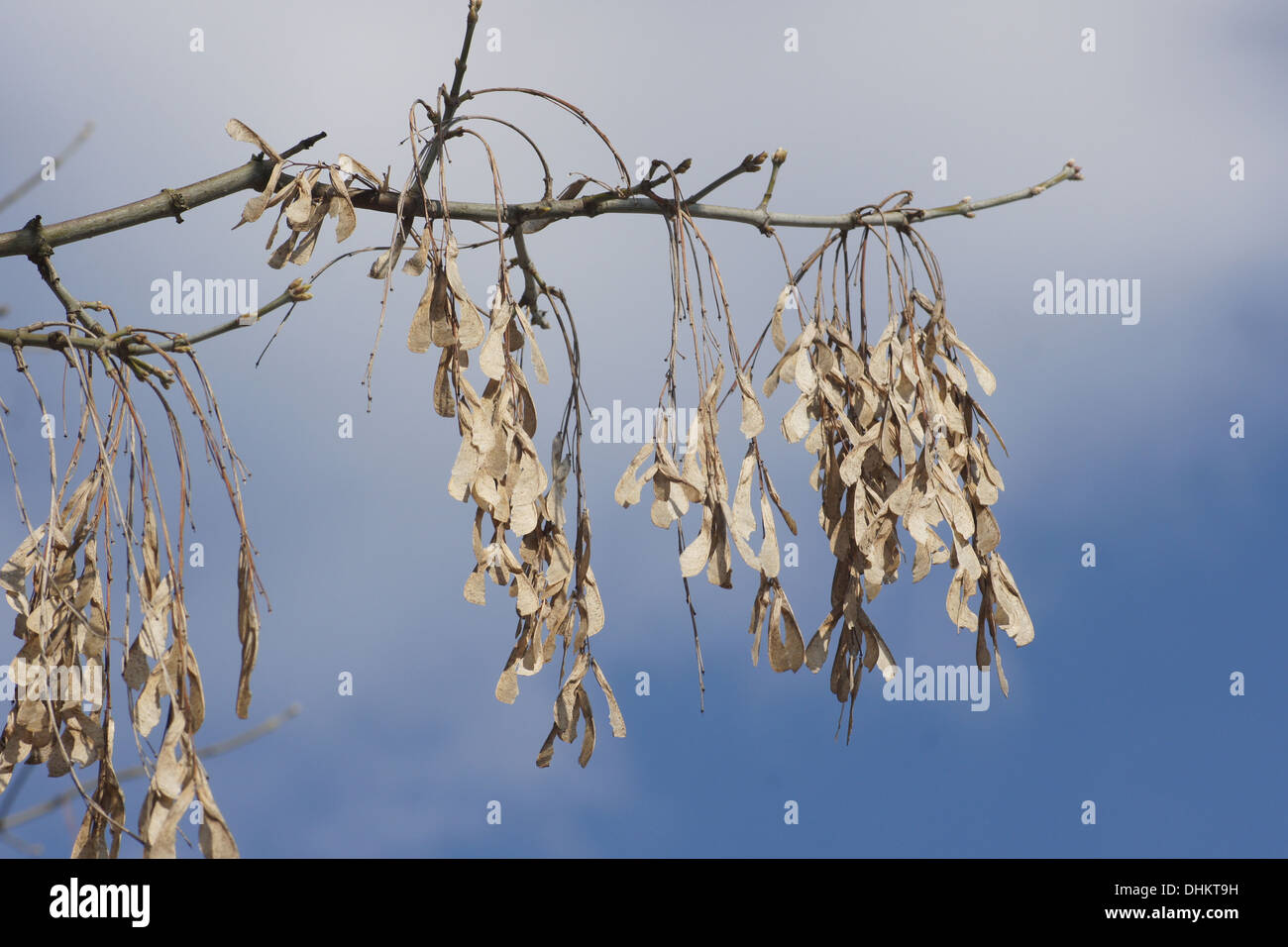 Three leaved maple hi-res stock photography and images - Alamy