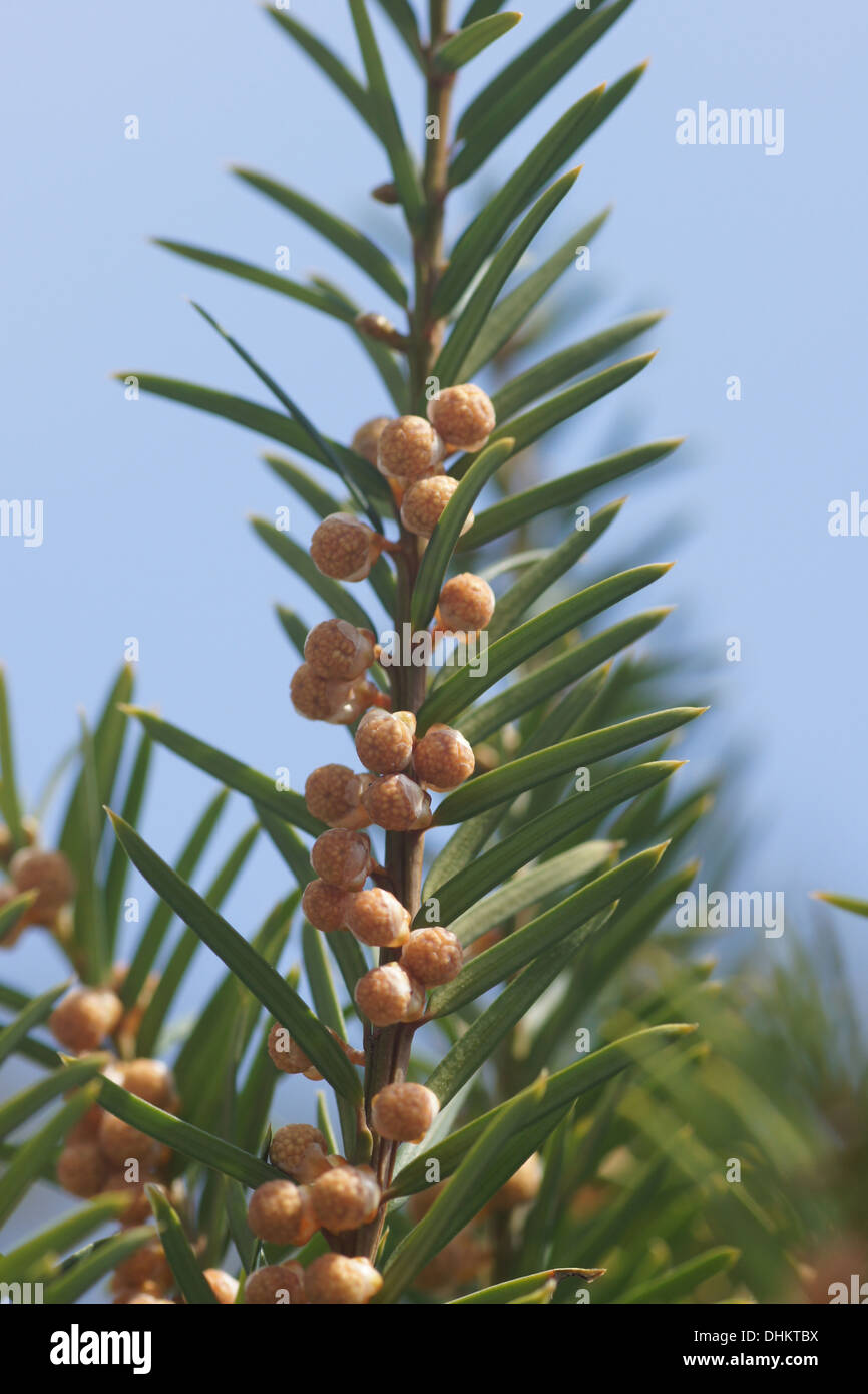 Yew flower tree hi-res stock photography and images - Alamy