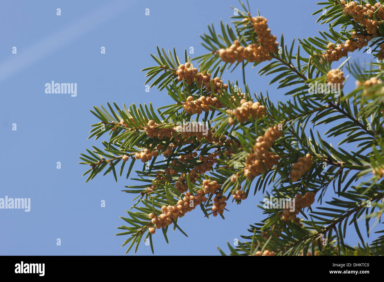 Male flowers of the yew tree hi-res stock photography and images - Alamy