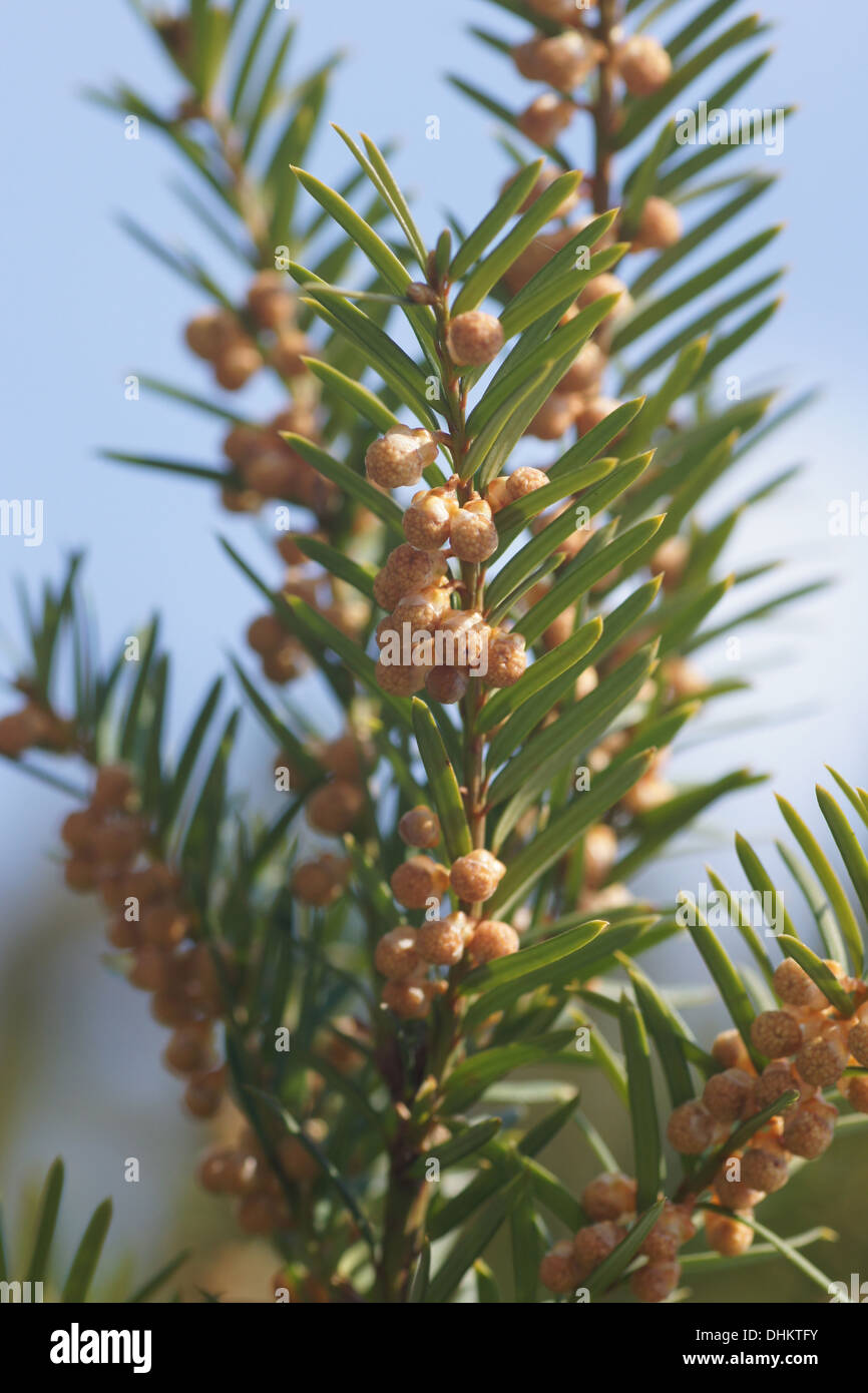 Taxus baccata yew male flowers hi-res stock photography and images - Alamy