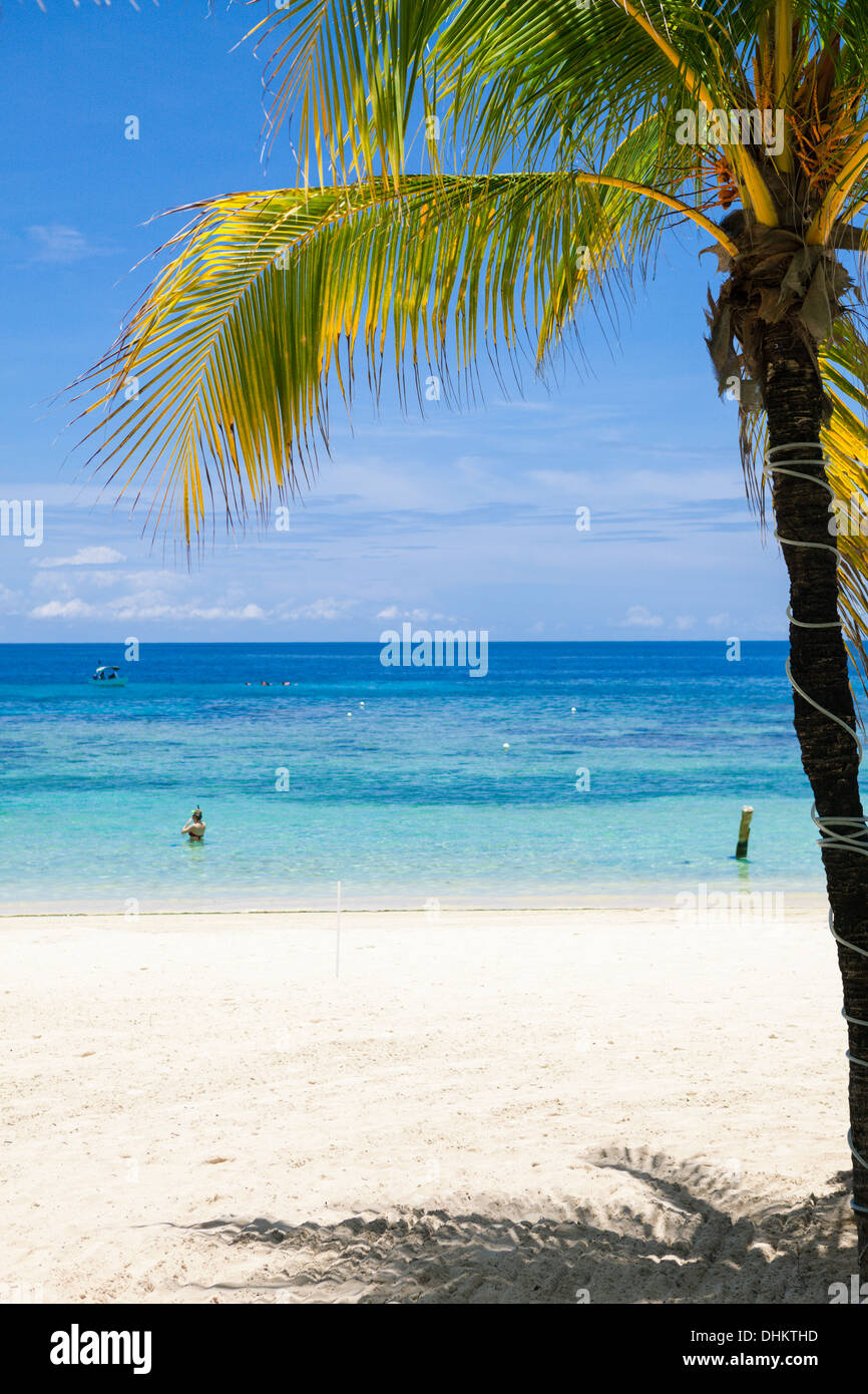 Tree palm on bay hi-res stock photography and images - Alamy