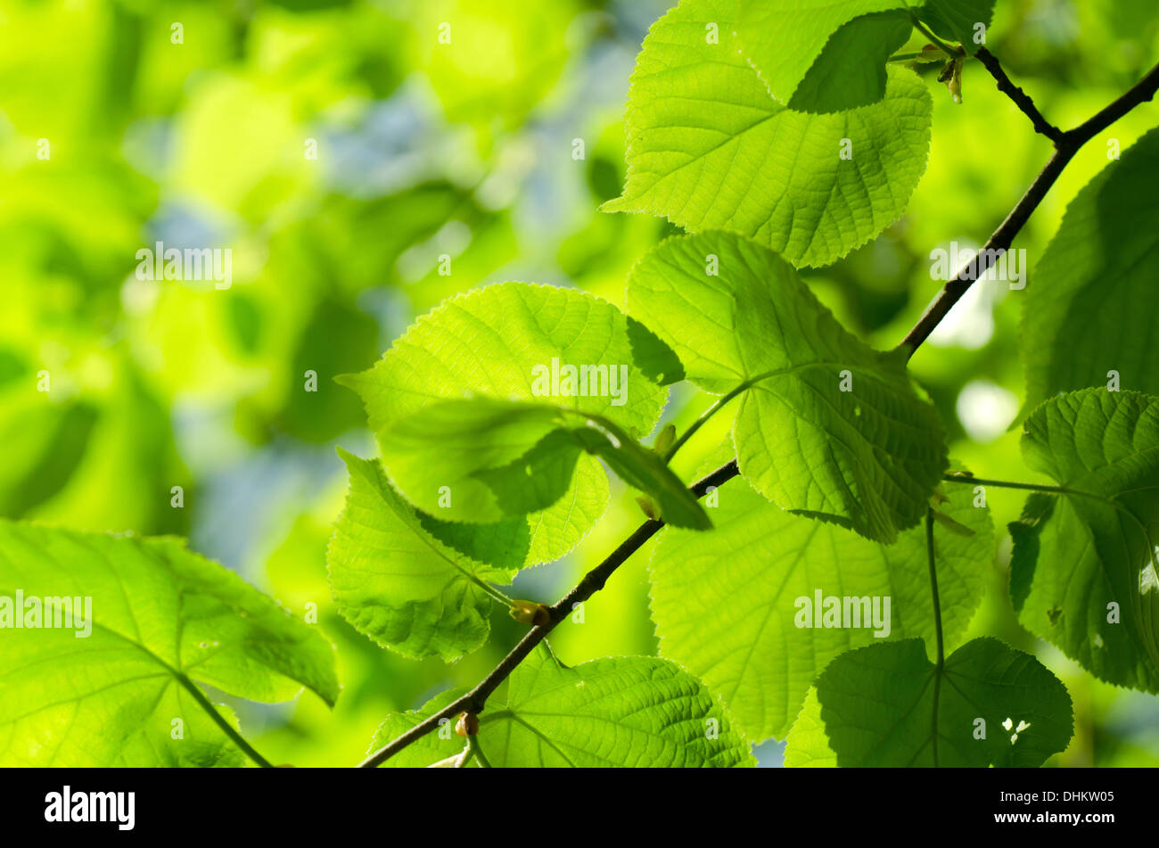 Spring leaves on a tree branch Stock Photo - Alamy