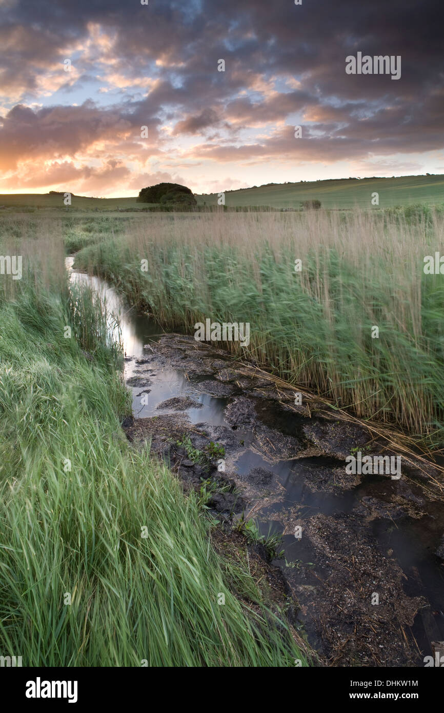 A stream meanders through the reeds into the Fleet lagoon, Dorset ...
