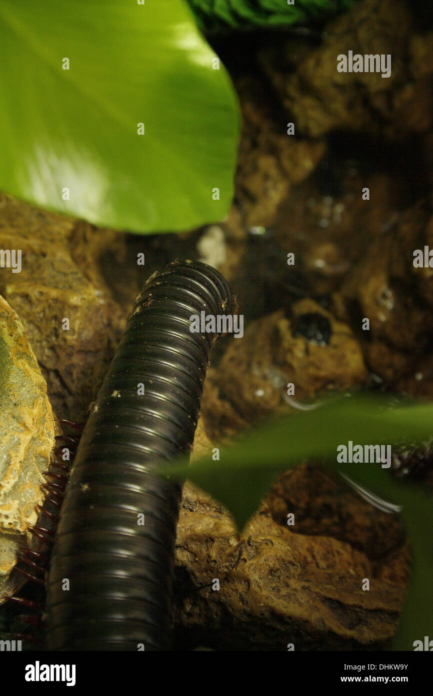 Archispirostreptus Gigas High Resolution Stock Photography and Images ...