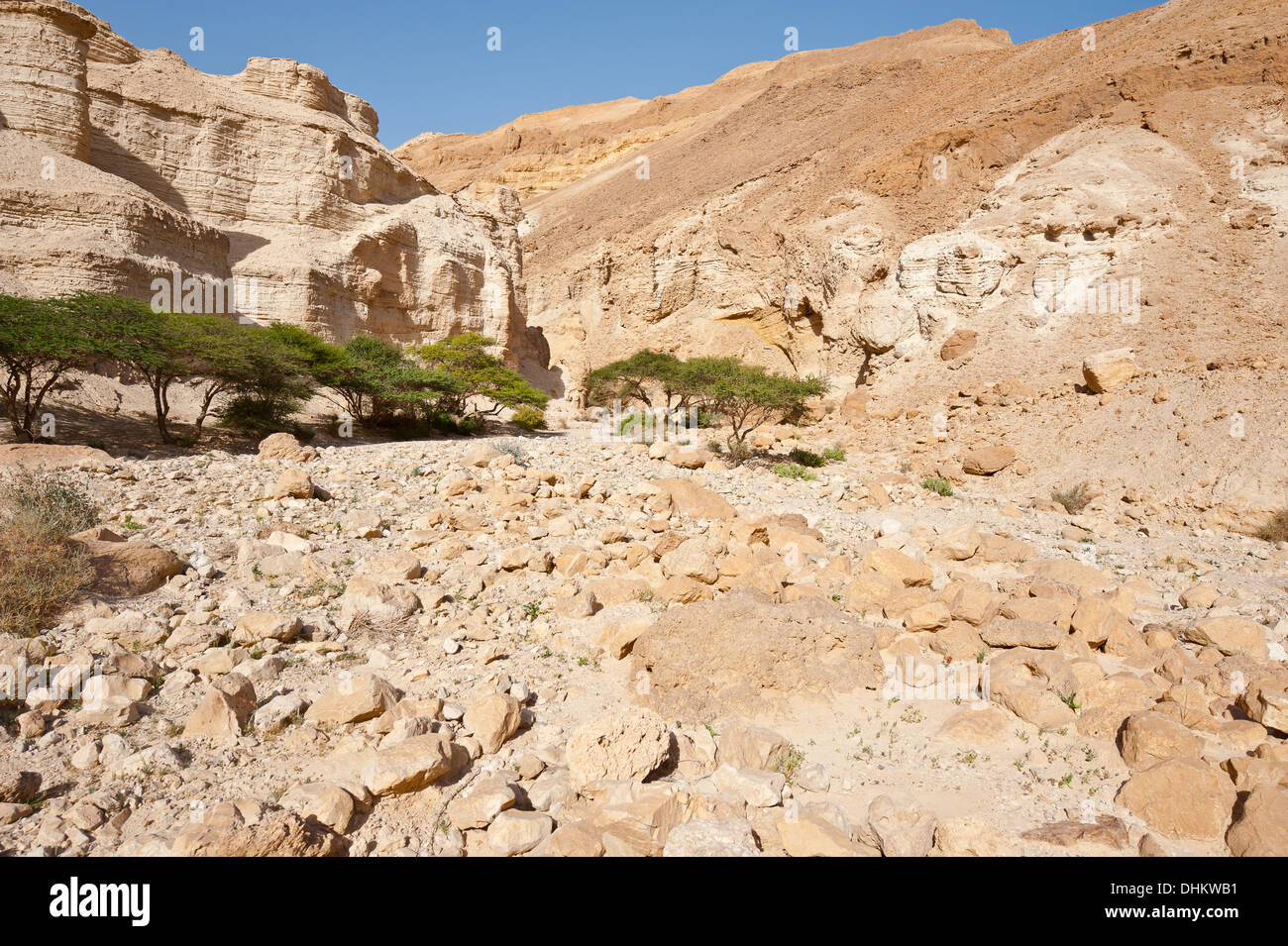 Spring in Desert Stock Photo - Alamy