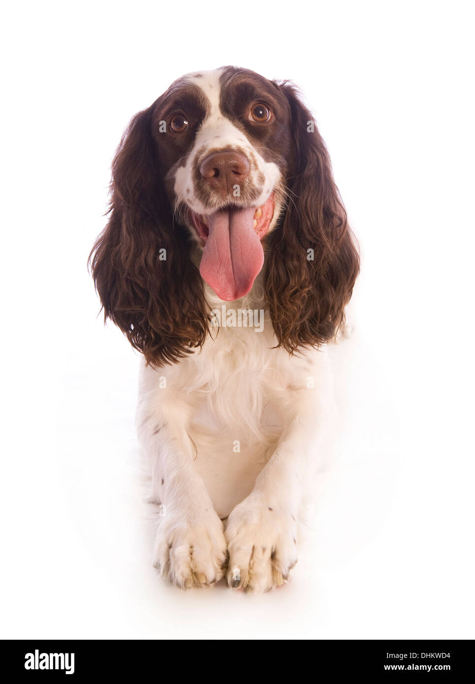 Springer Spaniel dog lying down feet out isolated on white background ...