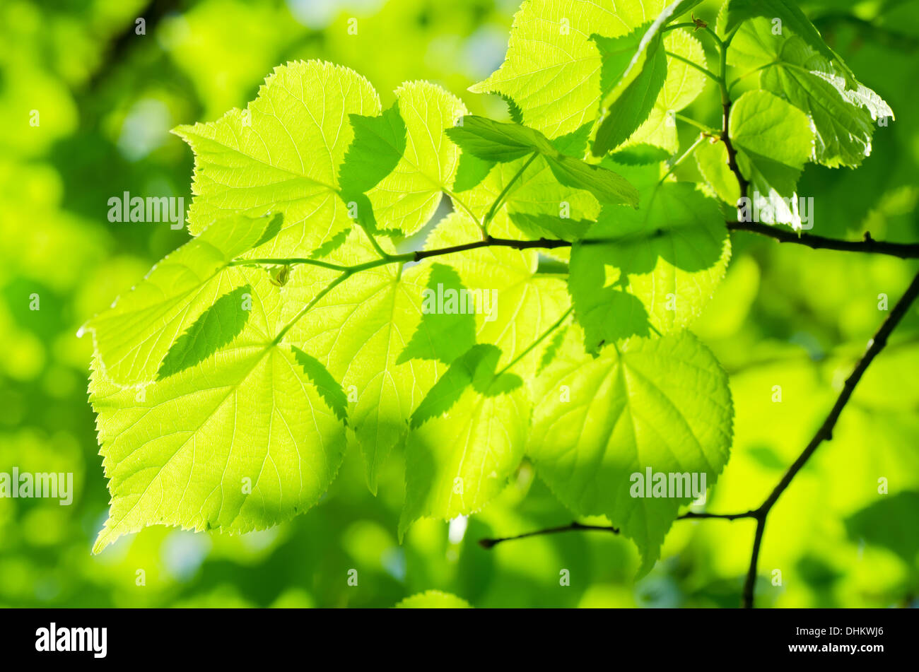 Spring leaves on a tree branch Stock Photo - Alamy
