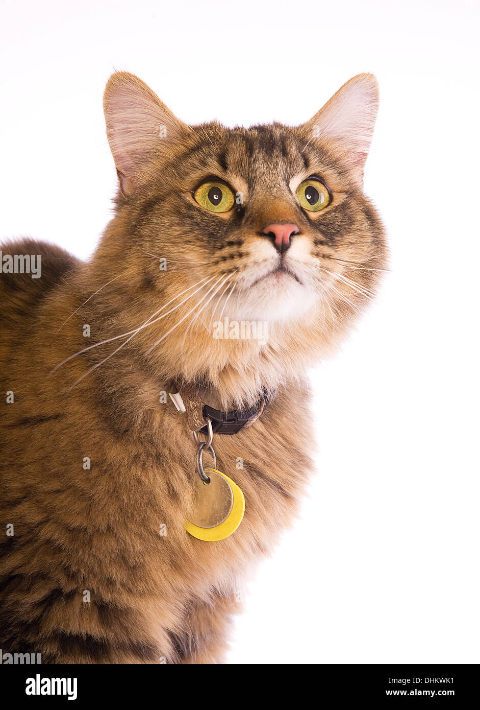 Maine Coon cat head looking up with collar and tags shot isolated on ...