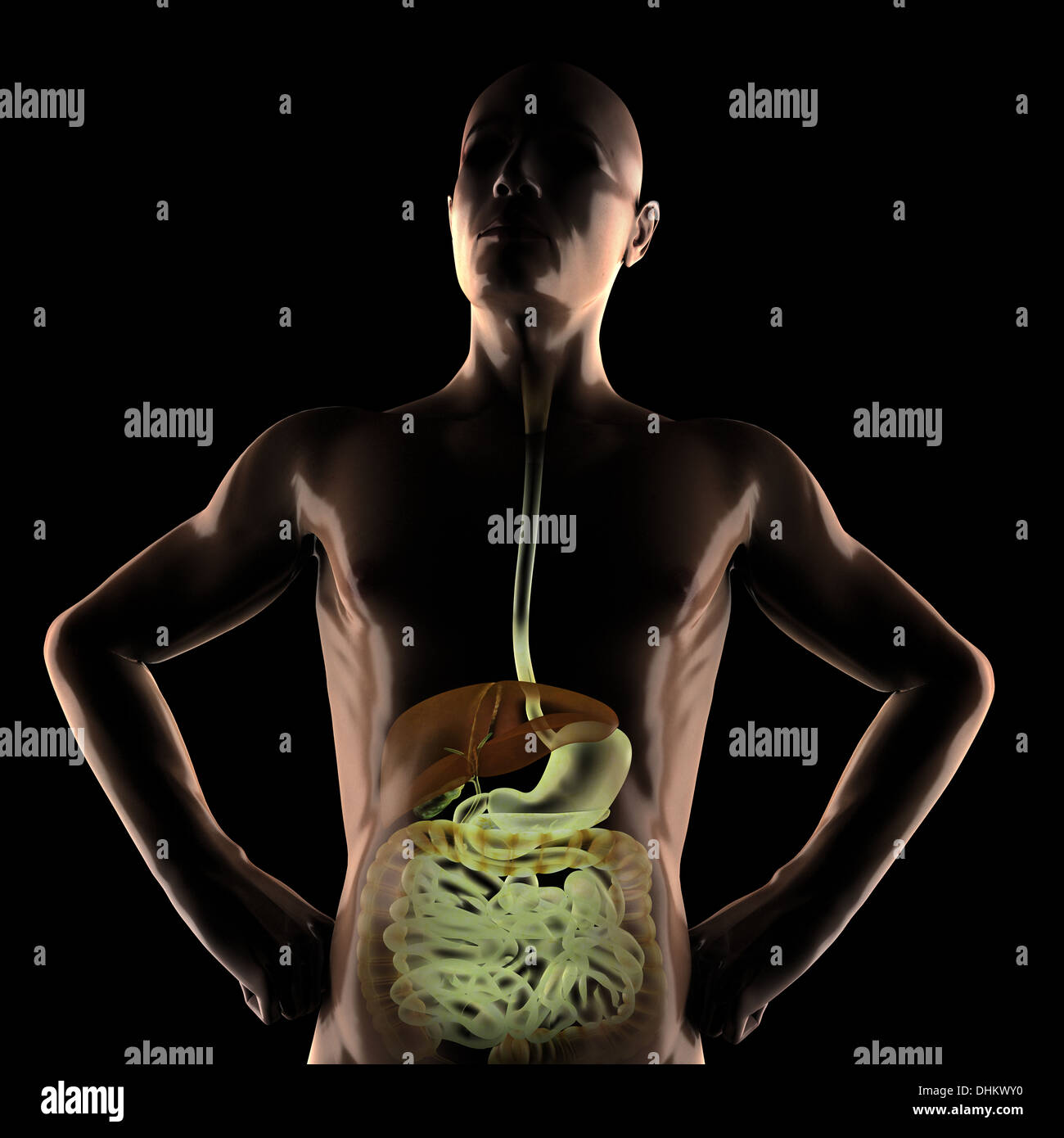 human entrails radiography scan Stock Photo - Alamy