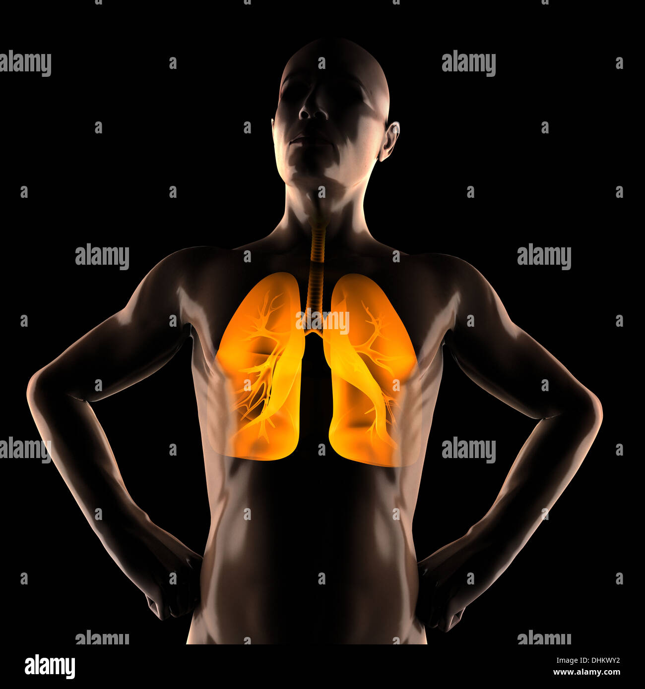 human chest radiography scan Stock Photo - Alamy