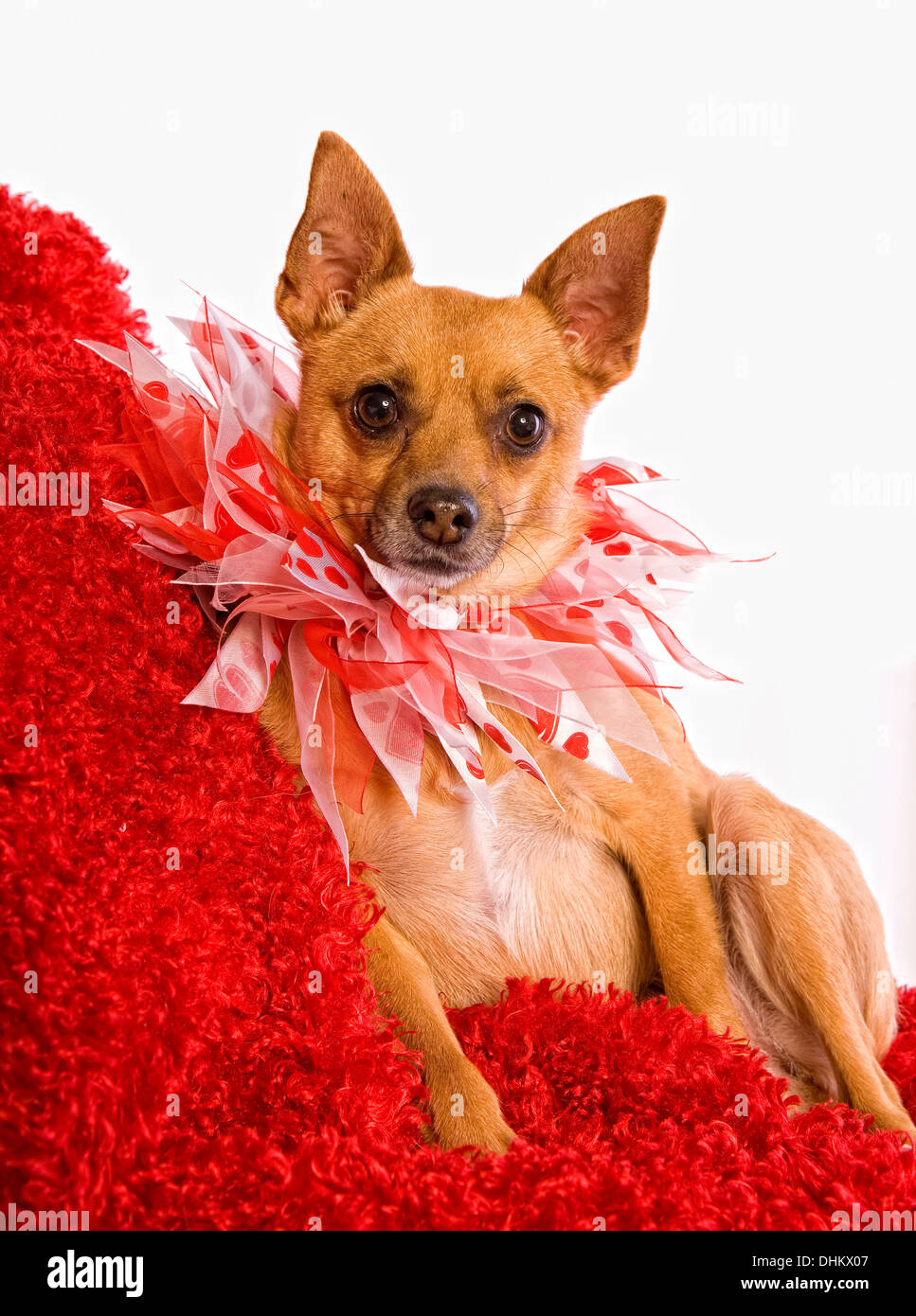 Dog wearing red collar hi-res stock photography and images - Alamy