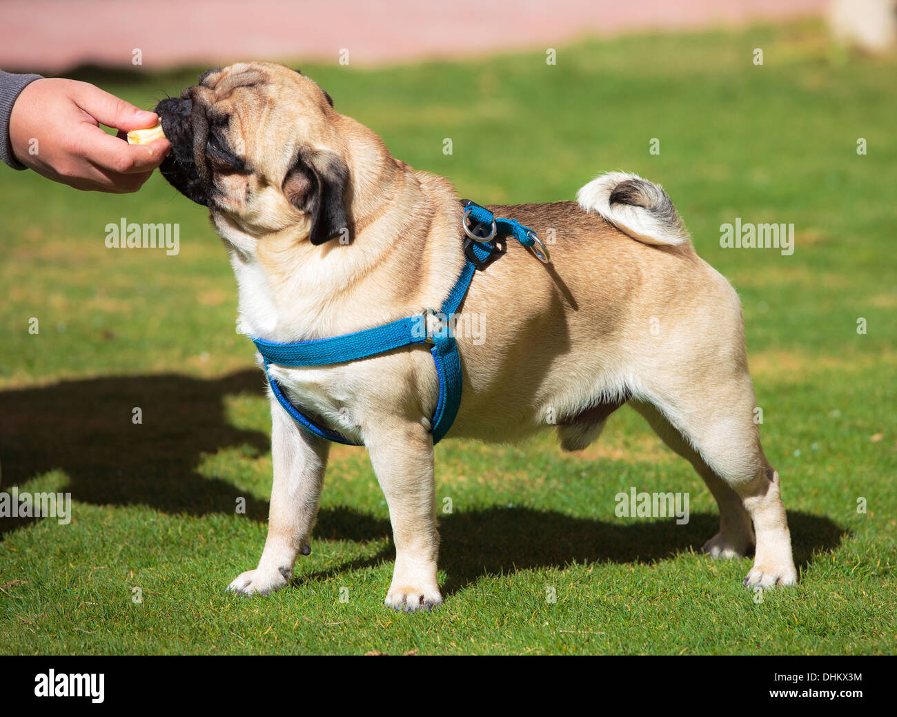 Can We Give Milk To Pug