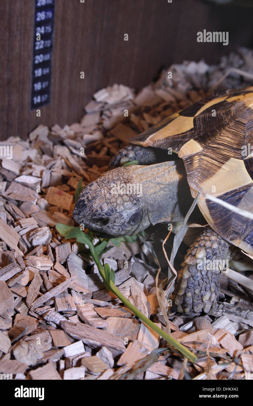Eating tortoise hi-res stock photography and images - Alamy