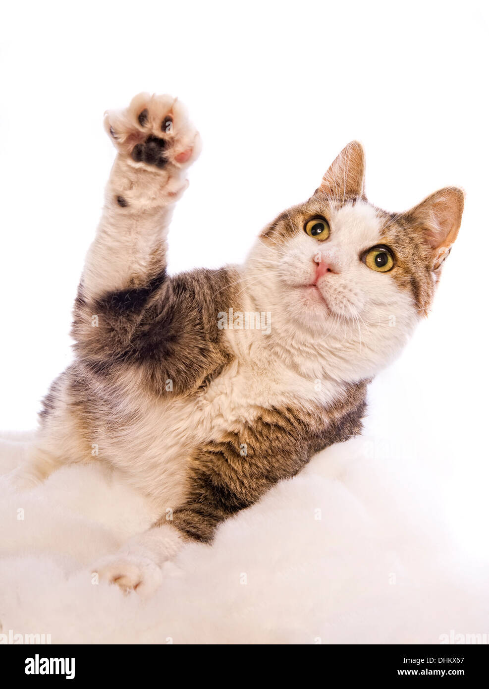 Cat paw hi-res stock photography and images - Alamy