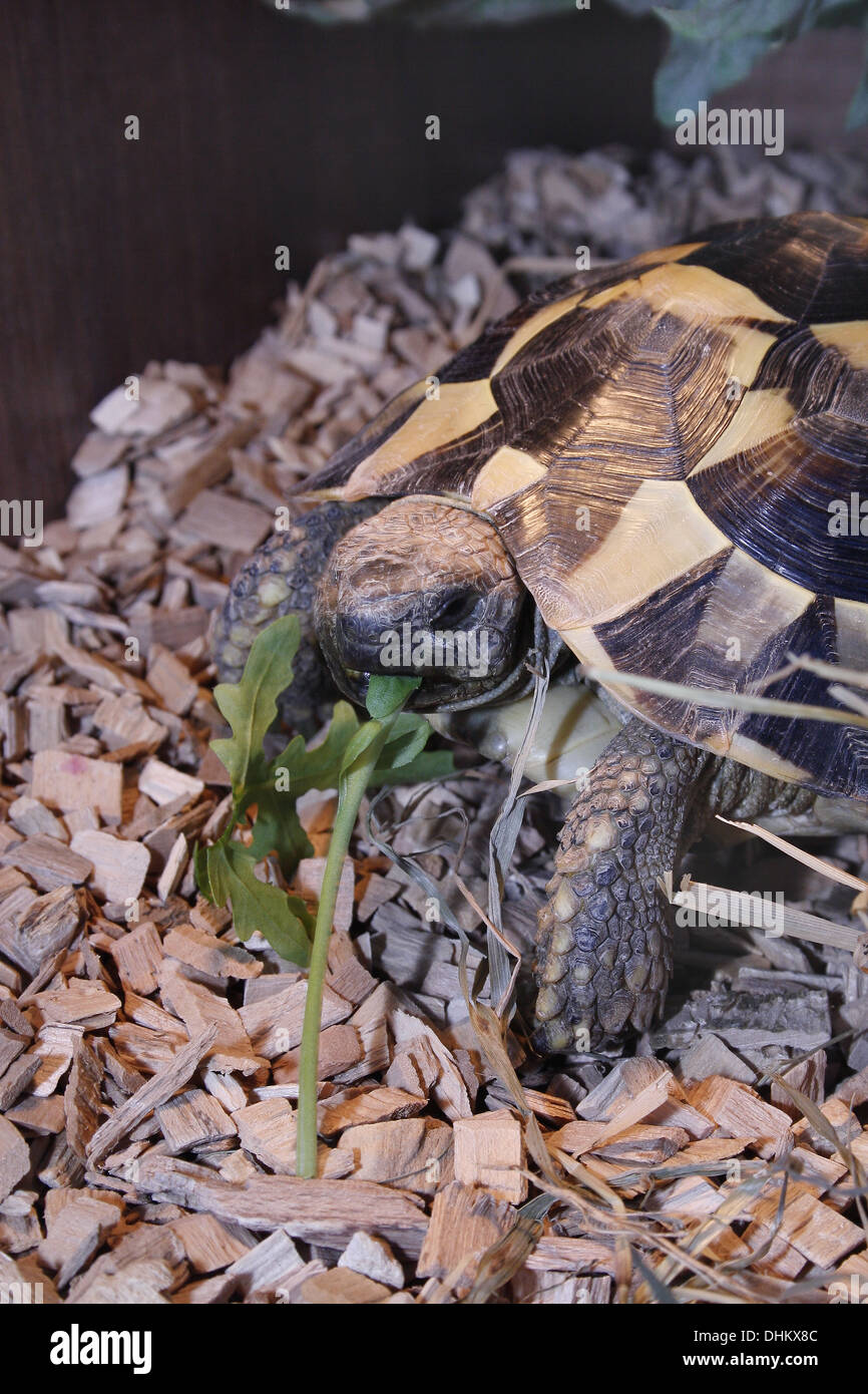 Hermanns tortoise hi-res stock photography and images - Alamy