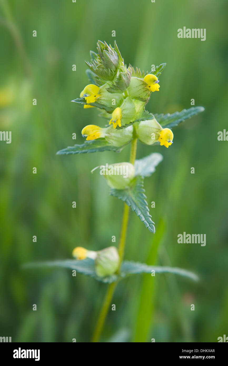 Yellow Rattle, Rhinanthus minor, growing in a wildflower meadow Stock ...