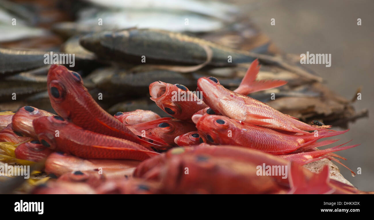 Fresh-red fish sell at traditional market Stock Photo - Alamy