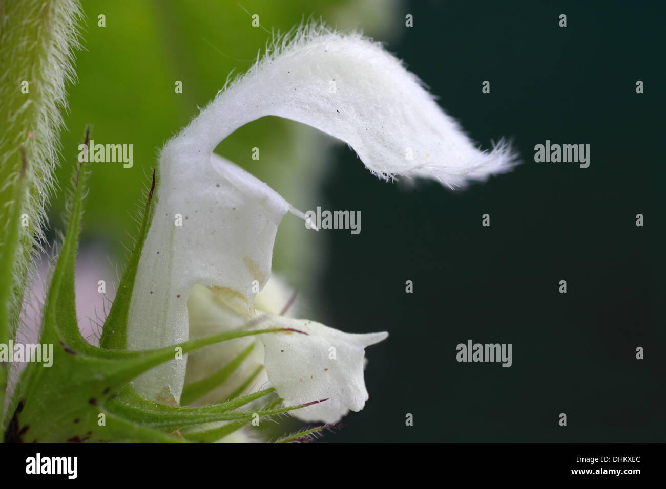 White helmet hi-res stock photography and images - Alamy