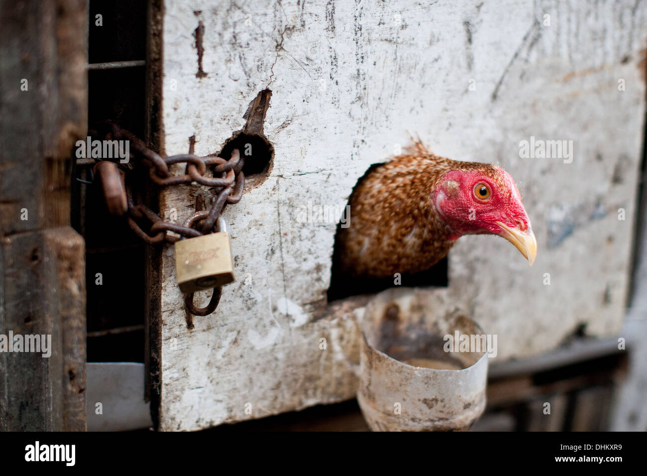 A chicken peers through the hole in its cage Stock Photo - Alamy