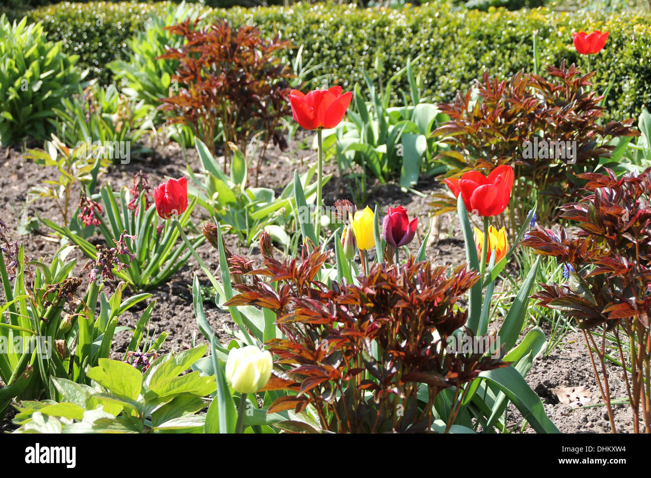 One flower hi-res stock photography and images - Alamy