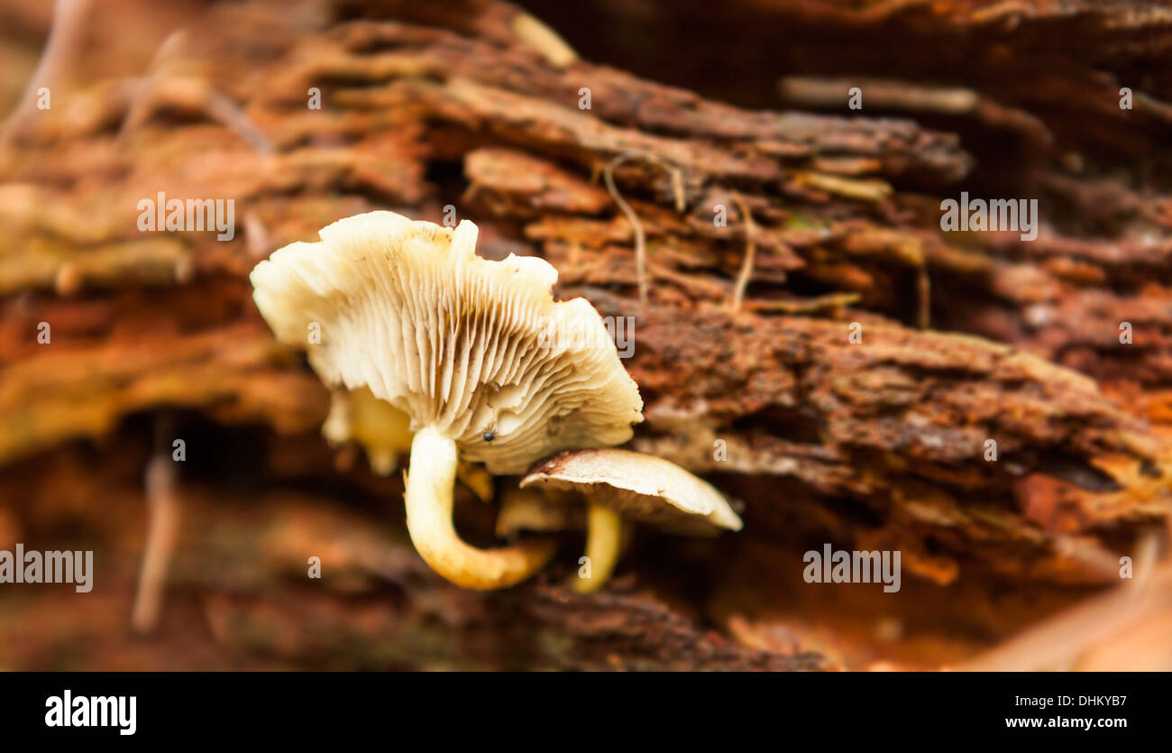 Toadstool forest hi-res stock photography and images - Alamy