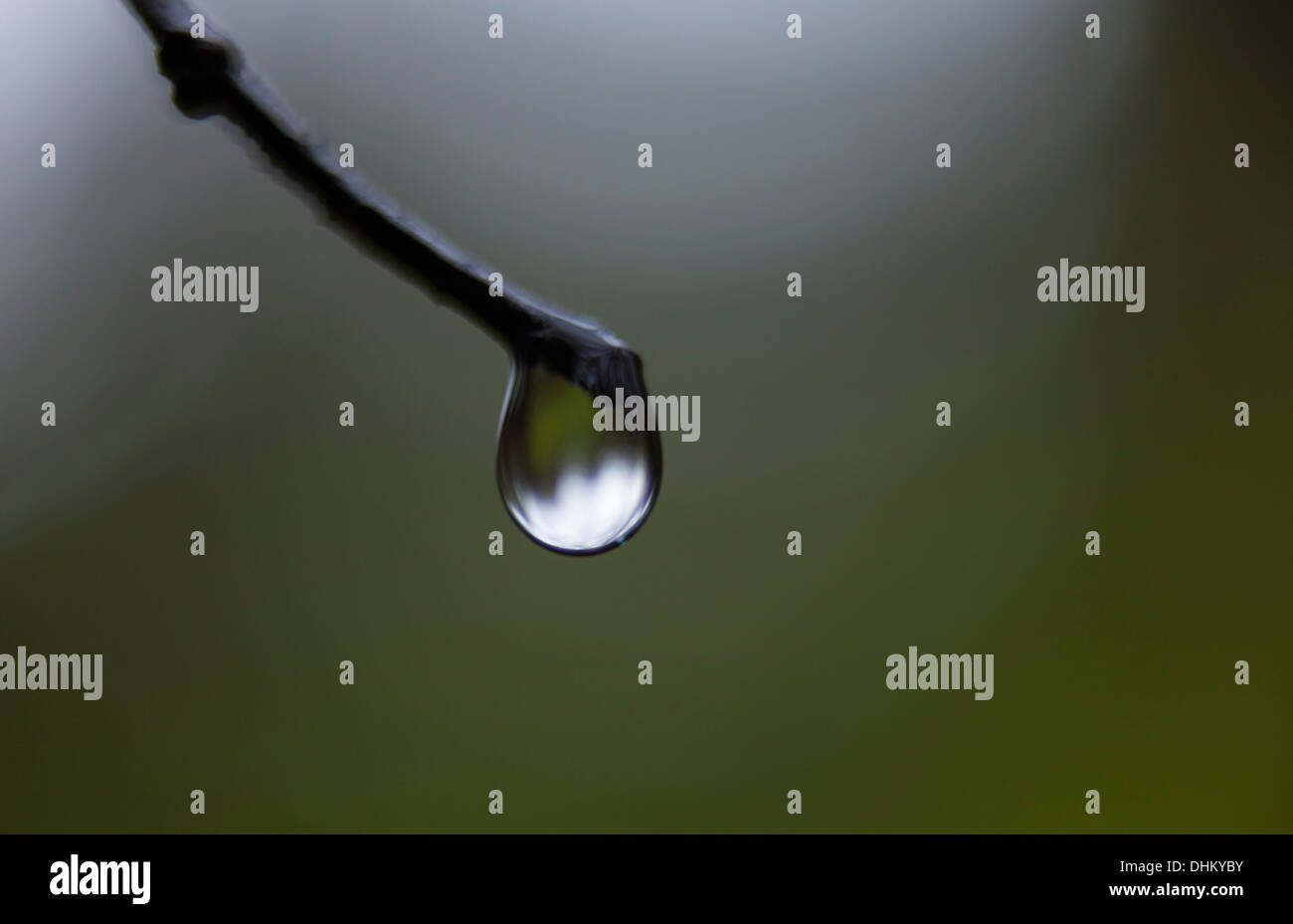 Forest rain drop Stock Photo - Alamy