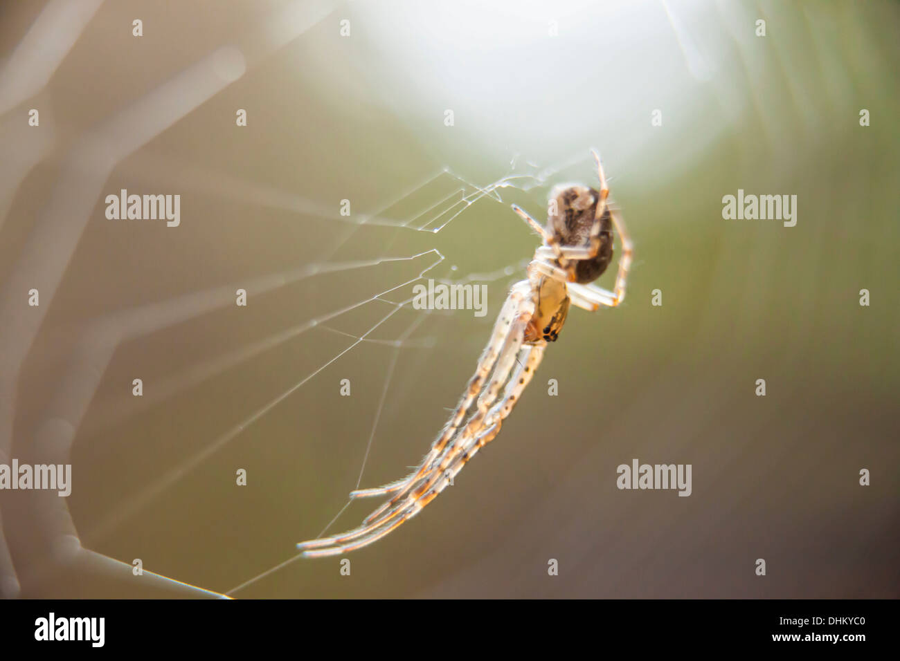 Pattern on back of spider hi-res stock photography and images - Alamy
