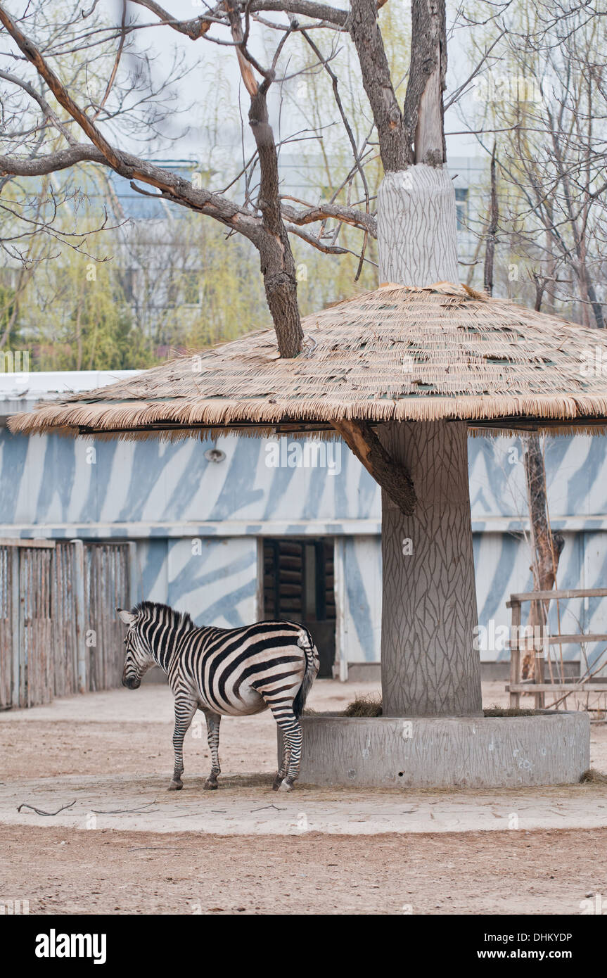 Beijing zoo hi-res stock photography and images - Alamy