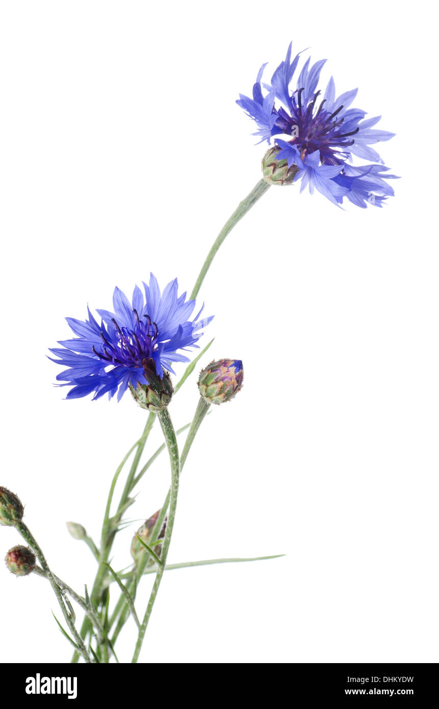 Beautiful blue cornflower Stock Photo - Alamy