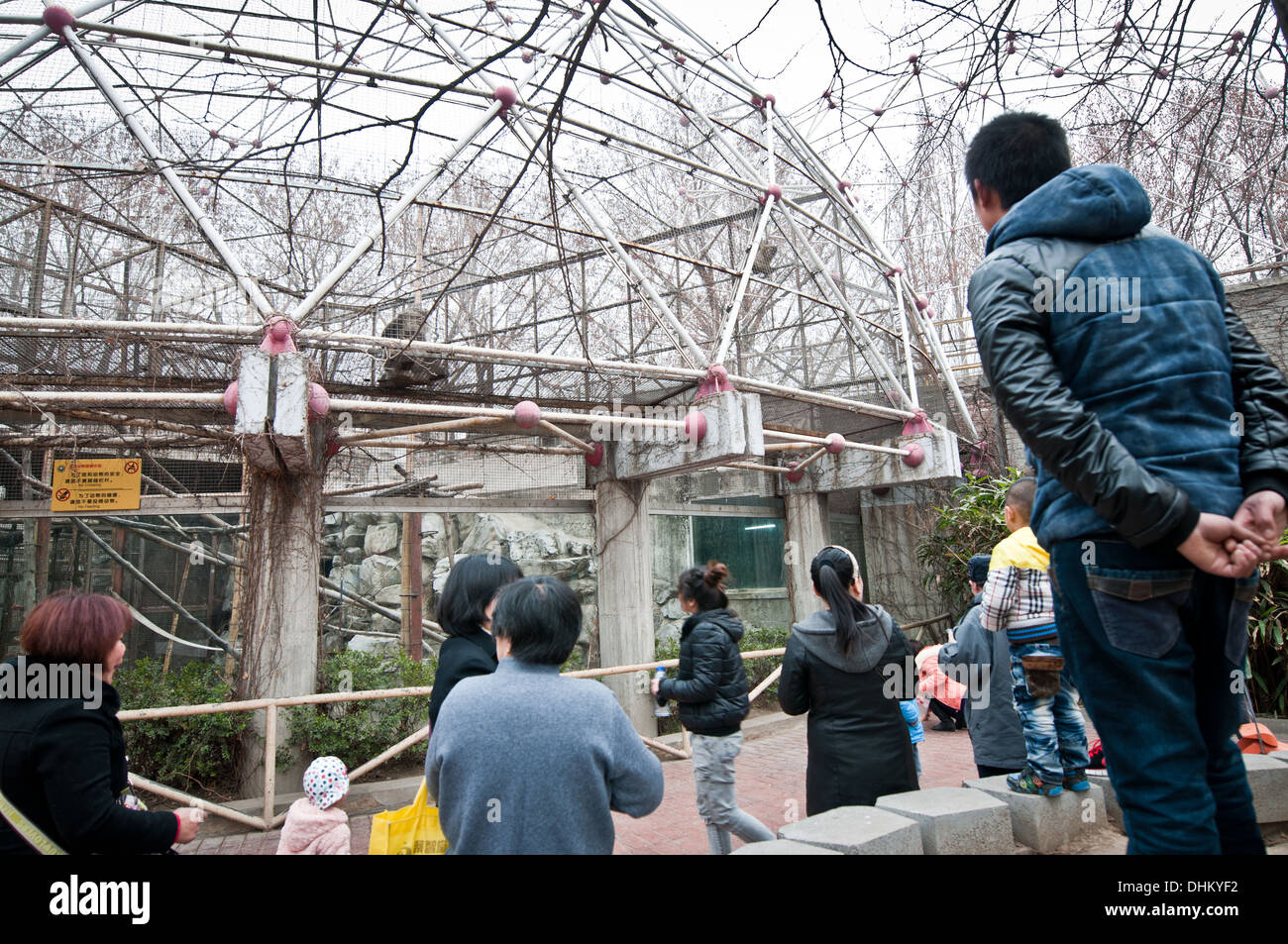The golden monkey (Cercopithecus kandti) in Beijing Zoo in Xicheng ...