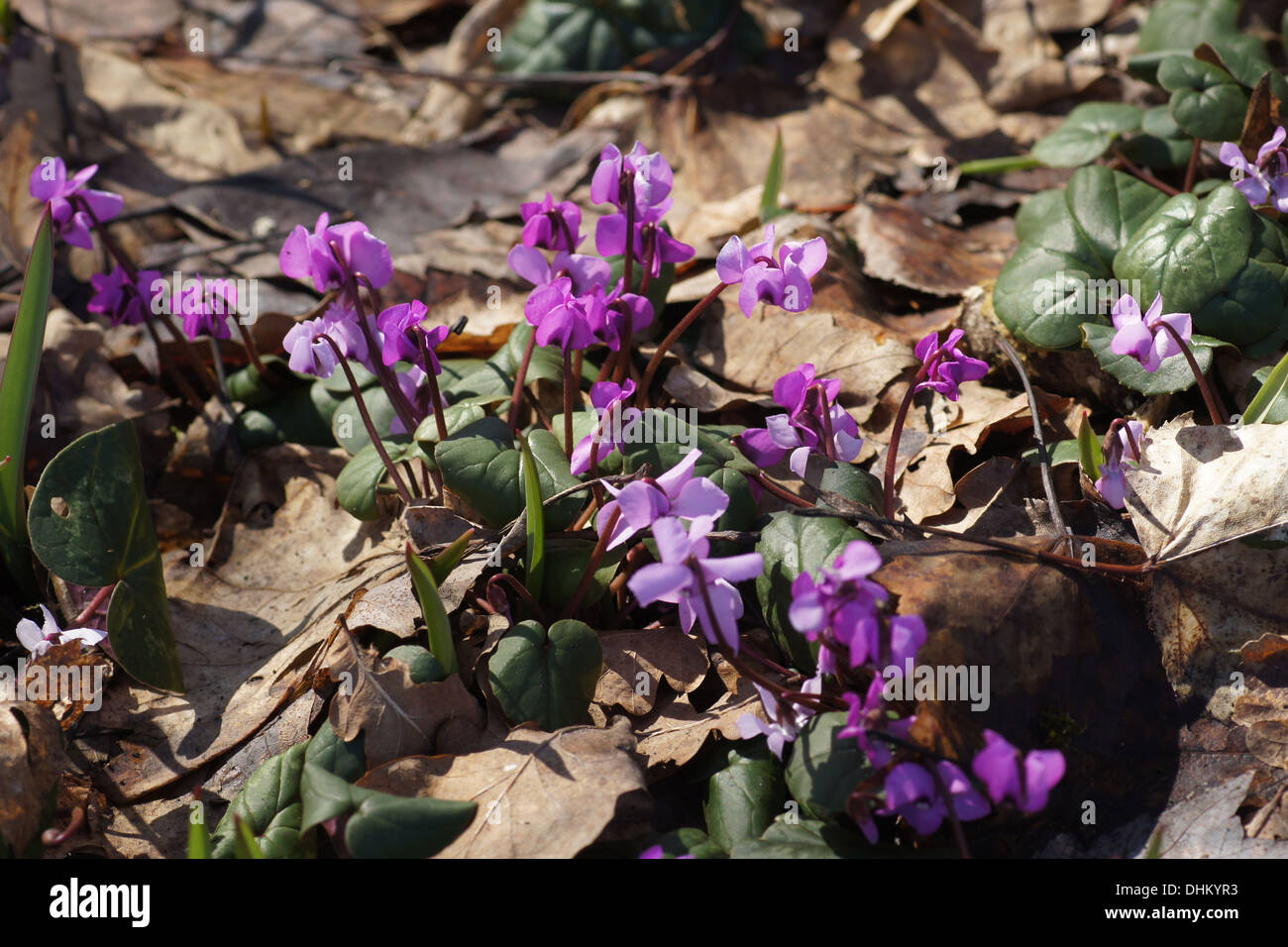 Zwiebel stauden hi-res stock photography and images - Alamy